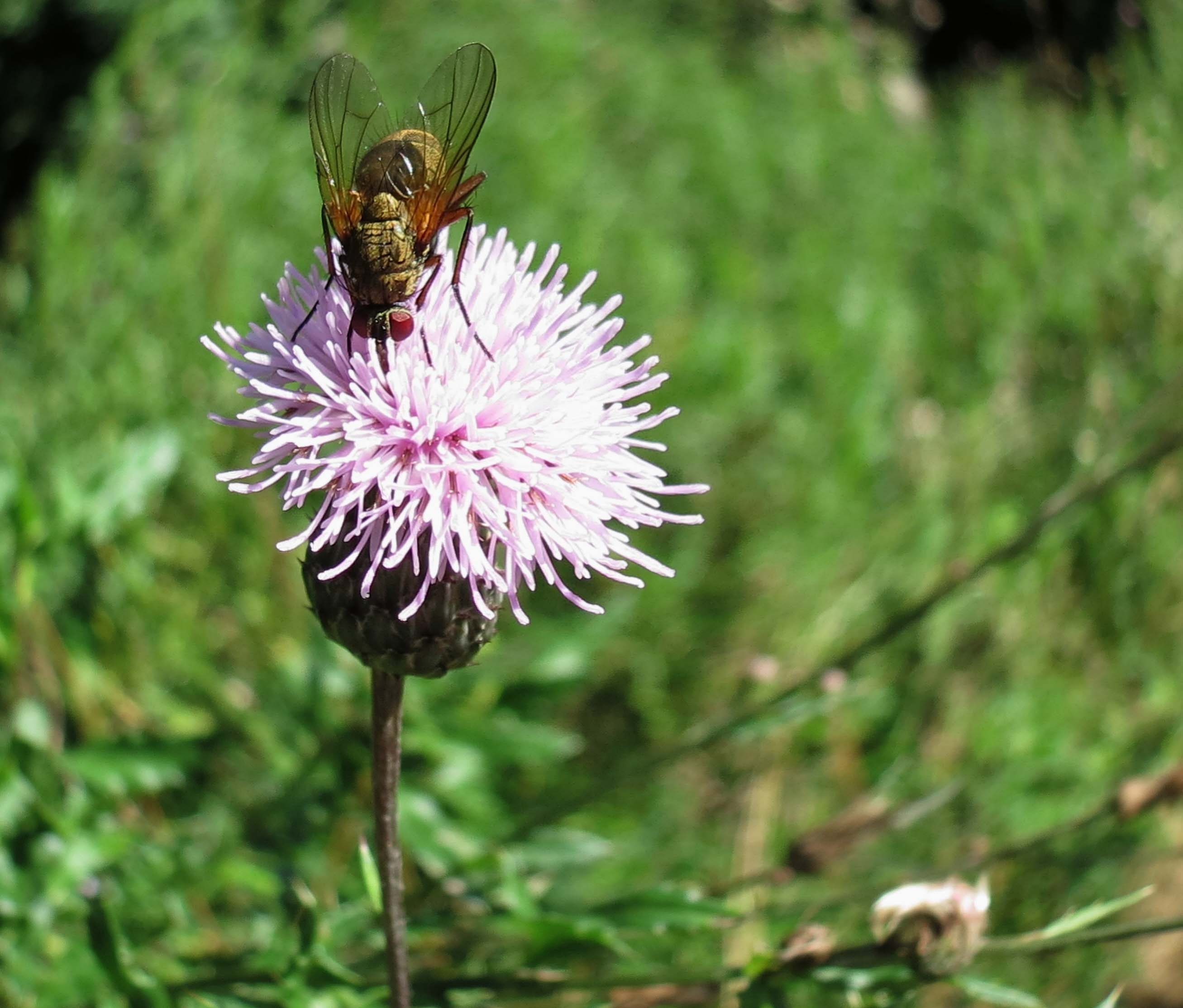 Fly Thistle Flower Nature free image download
