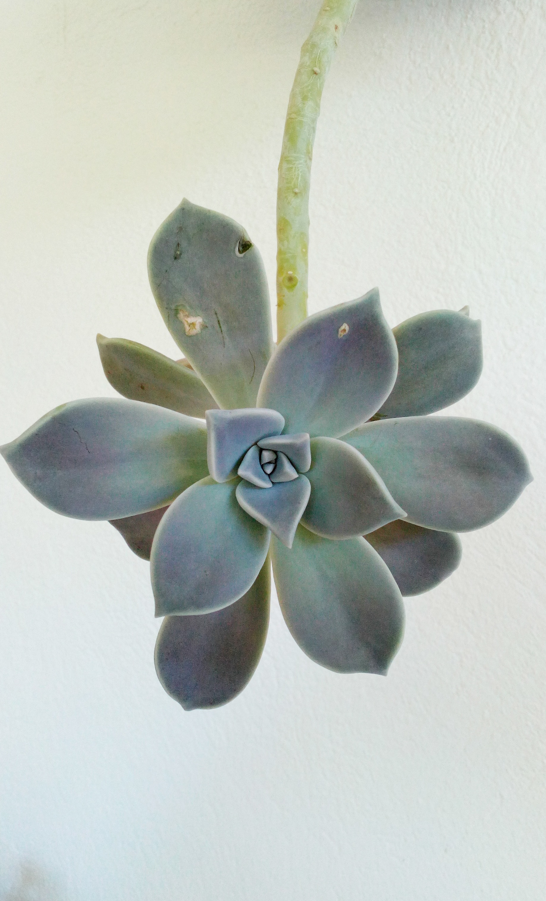 Plant Succulent Gross Floor free image download