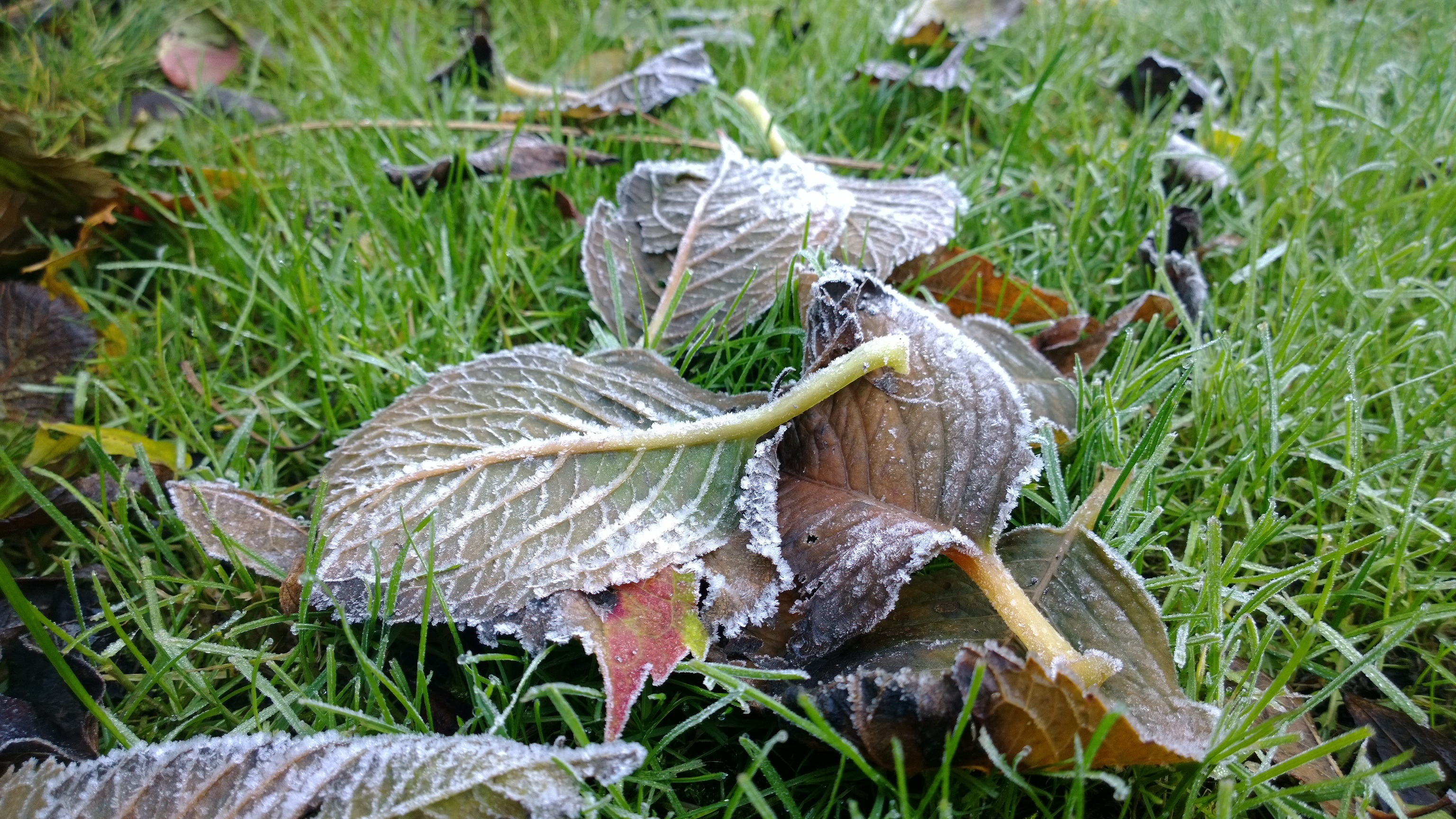 Ripe Natural leaves free image download