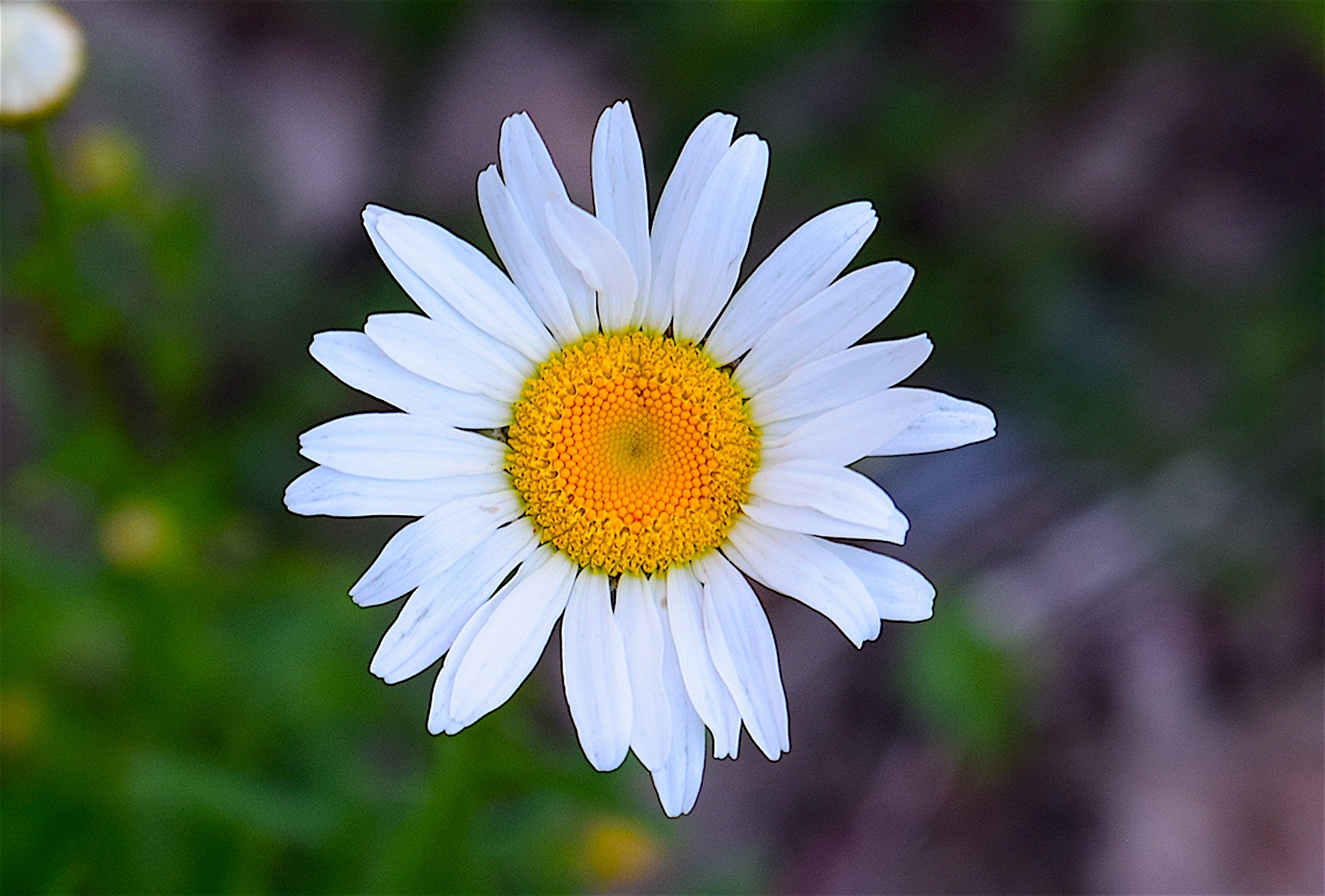 Daisy Bright Fresh free image download