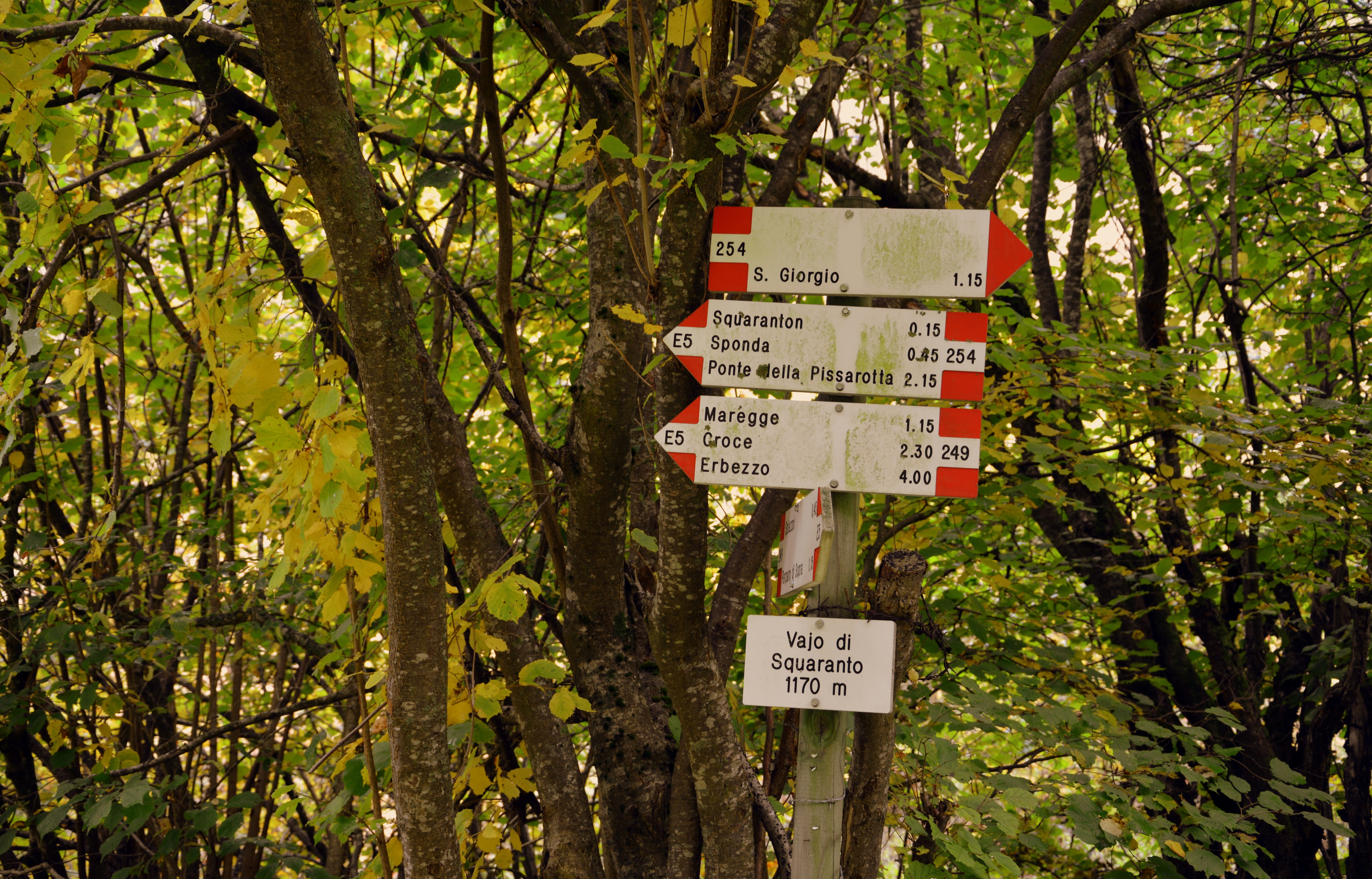 Signals Excursion Forest free image download