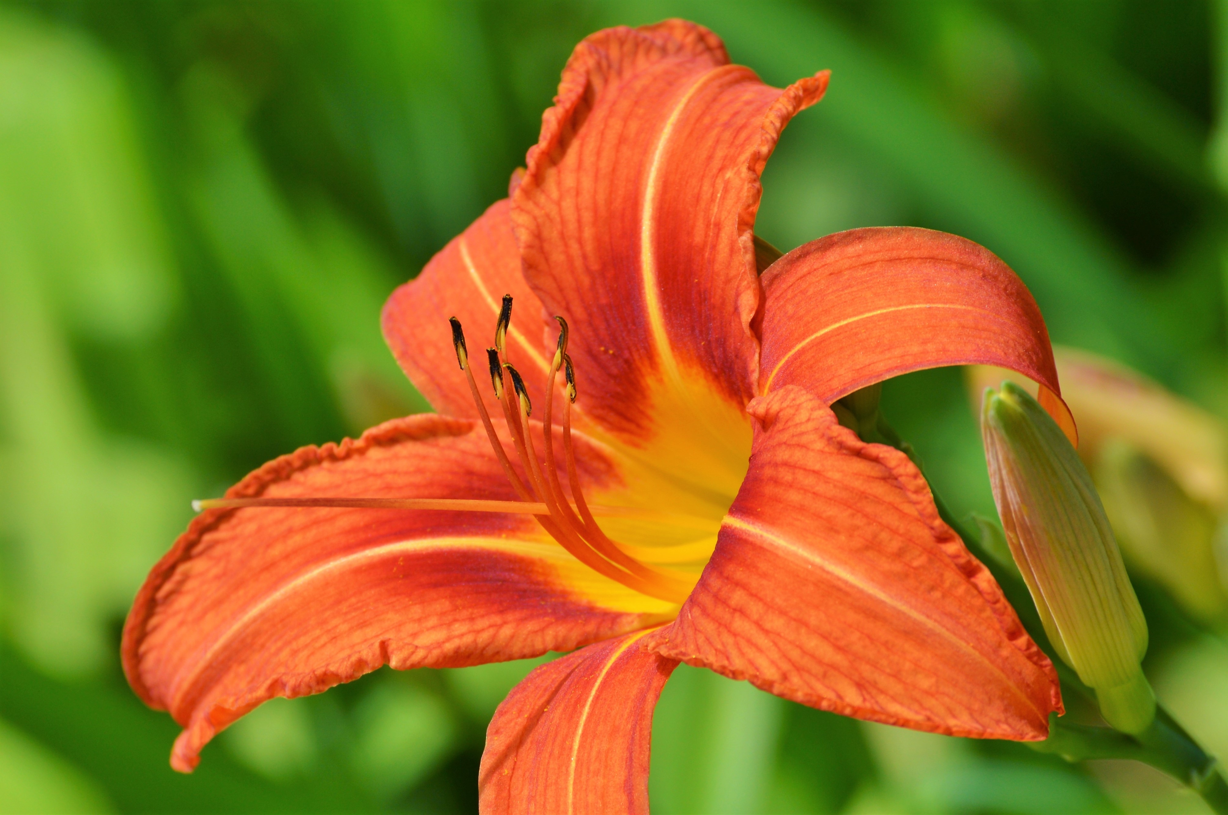 Lily Flower Iris free image download