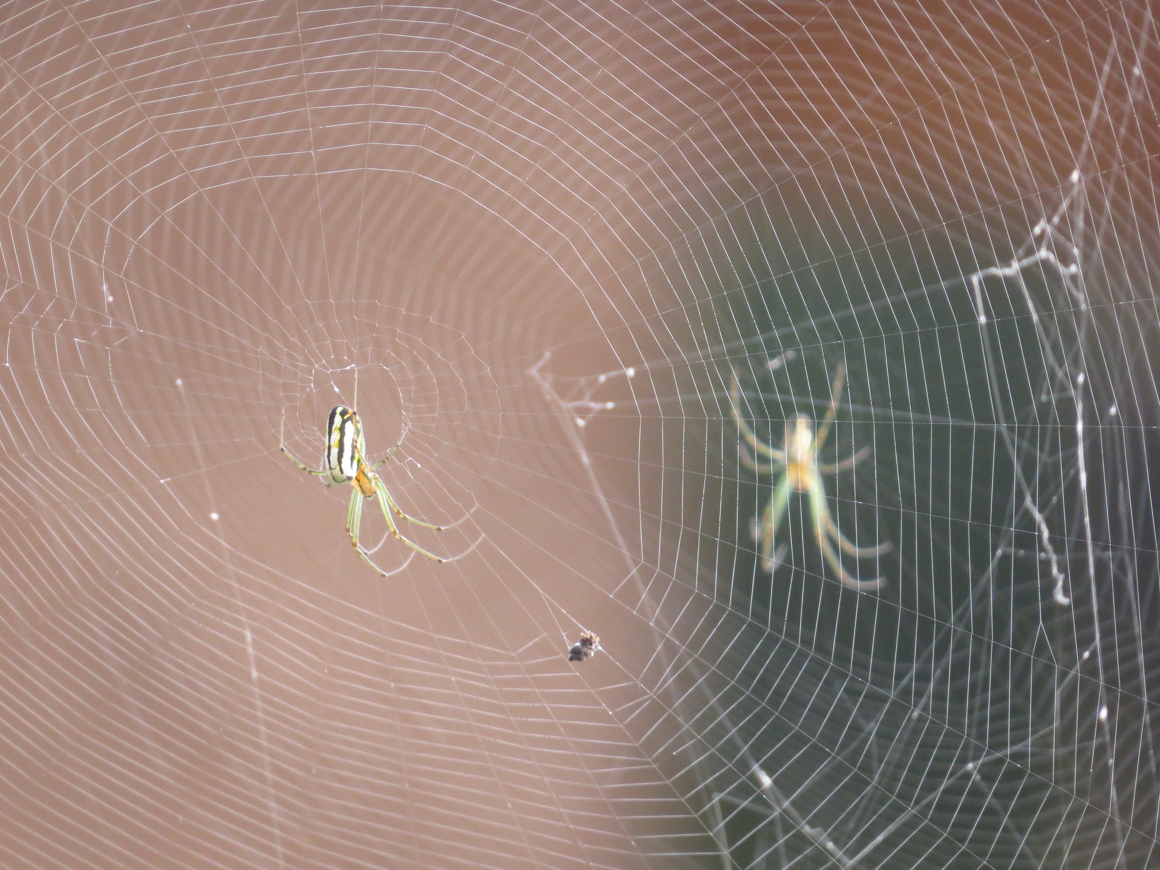 Nature Insects Colombia free image download