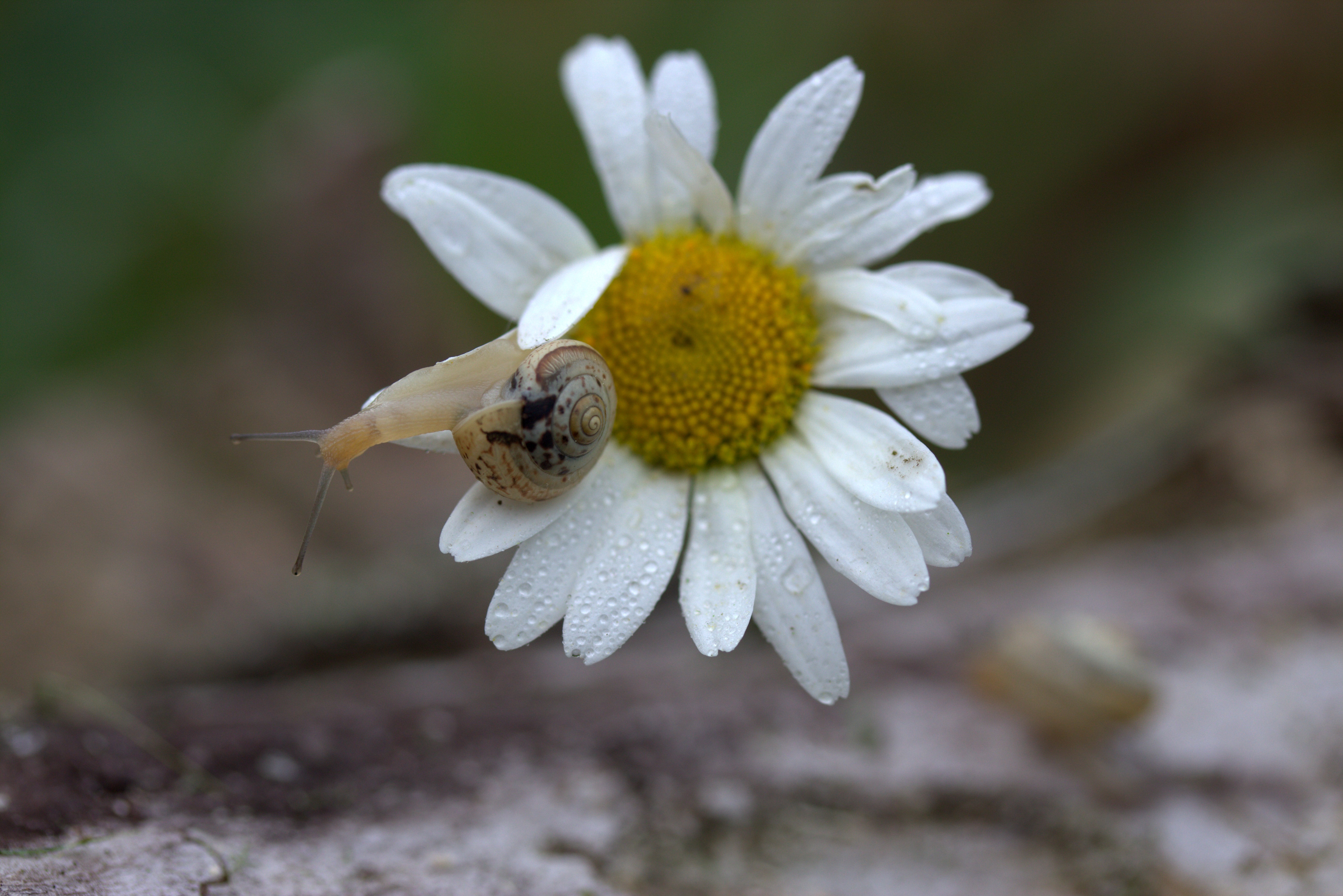 Snail Daisy Petals free image download