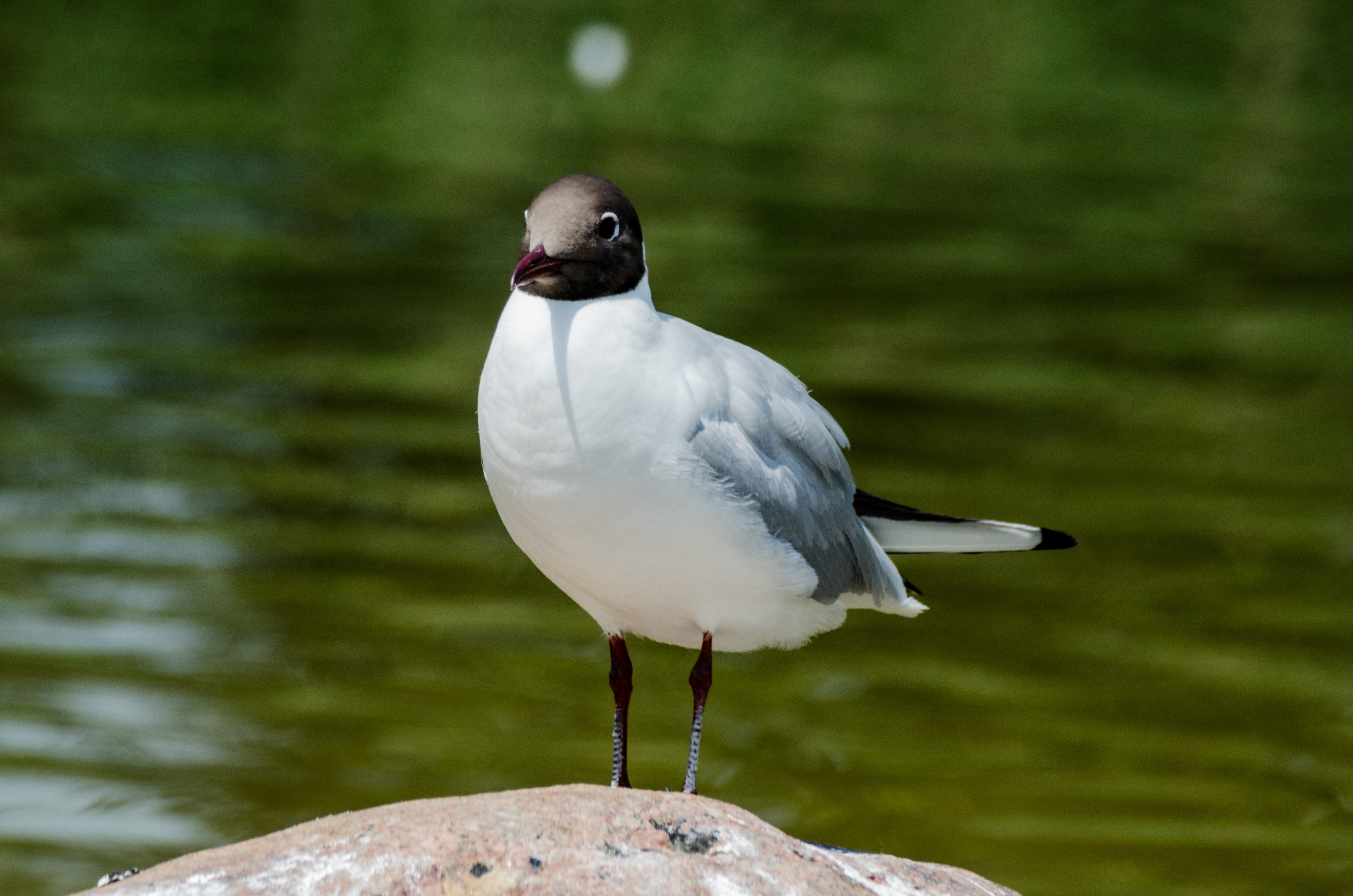 Water Bird Nature Wild free image download