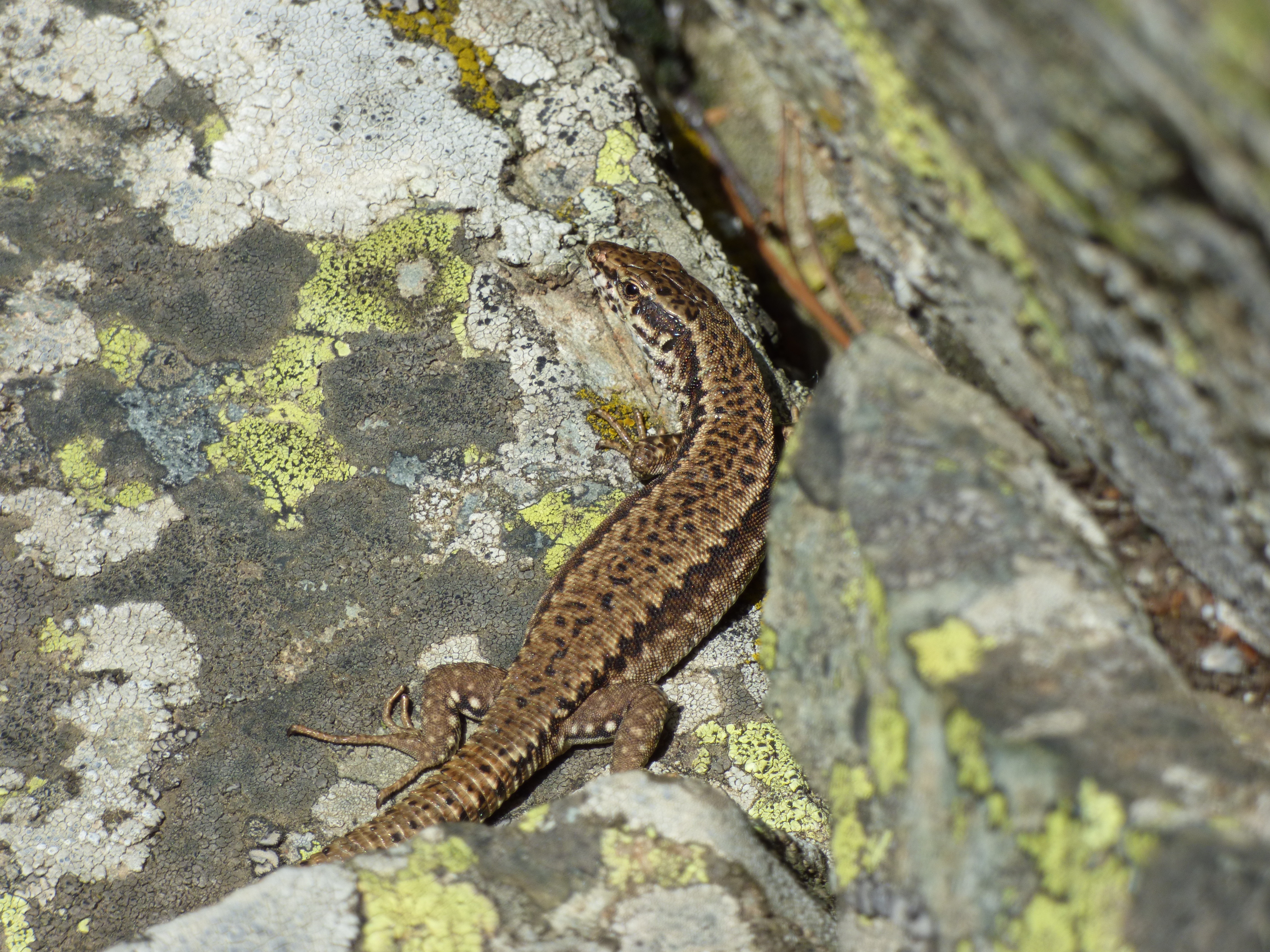 Lizard Rocks Mountain free image download