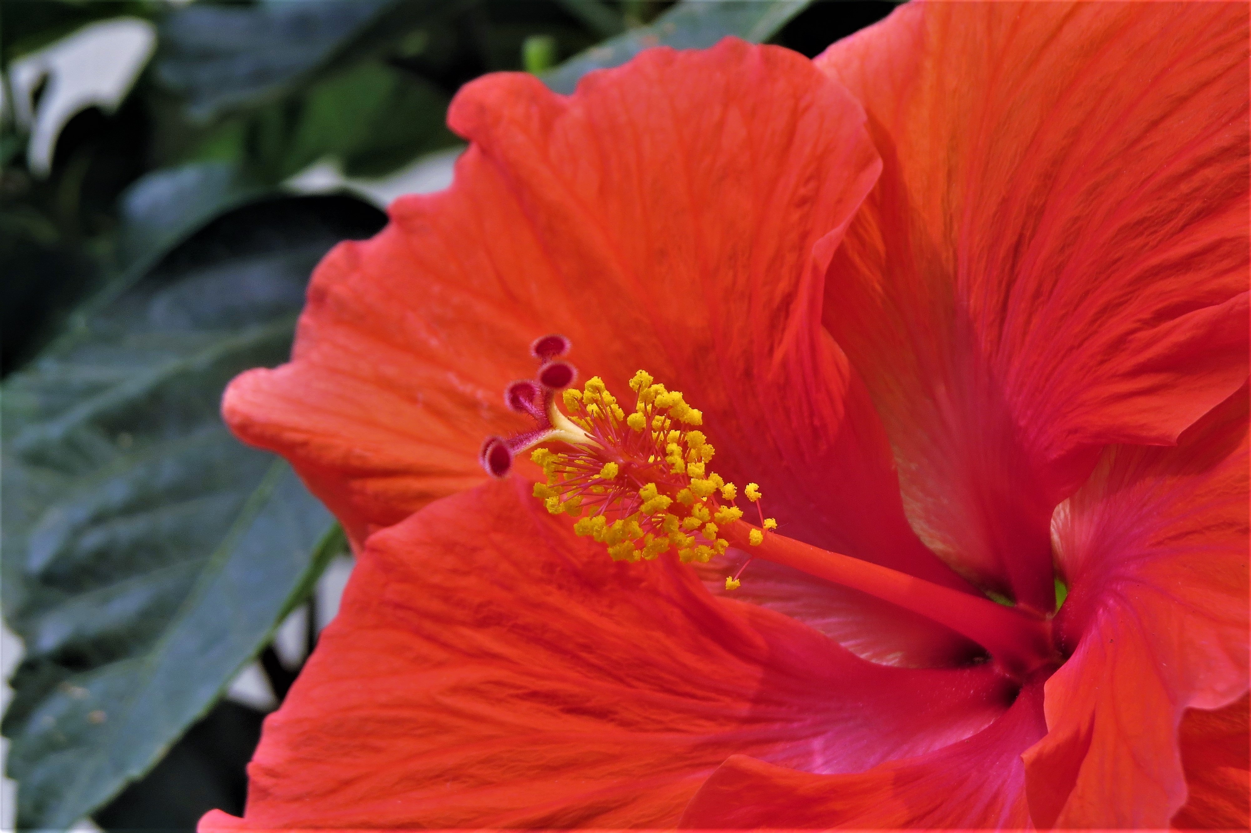 Flower Red Bloom Close free image download