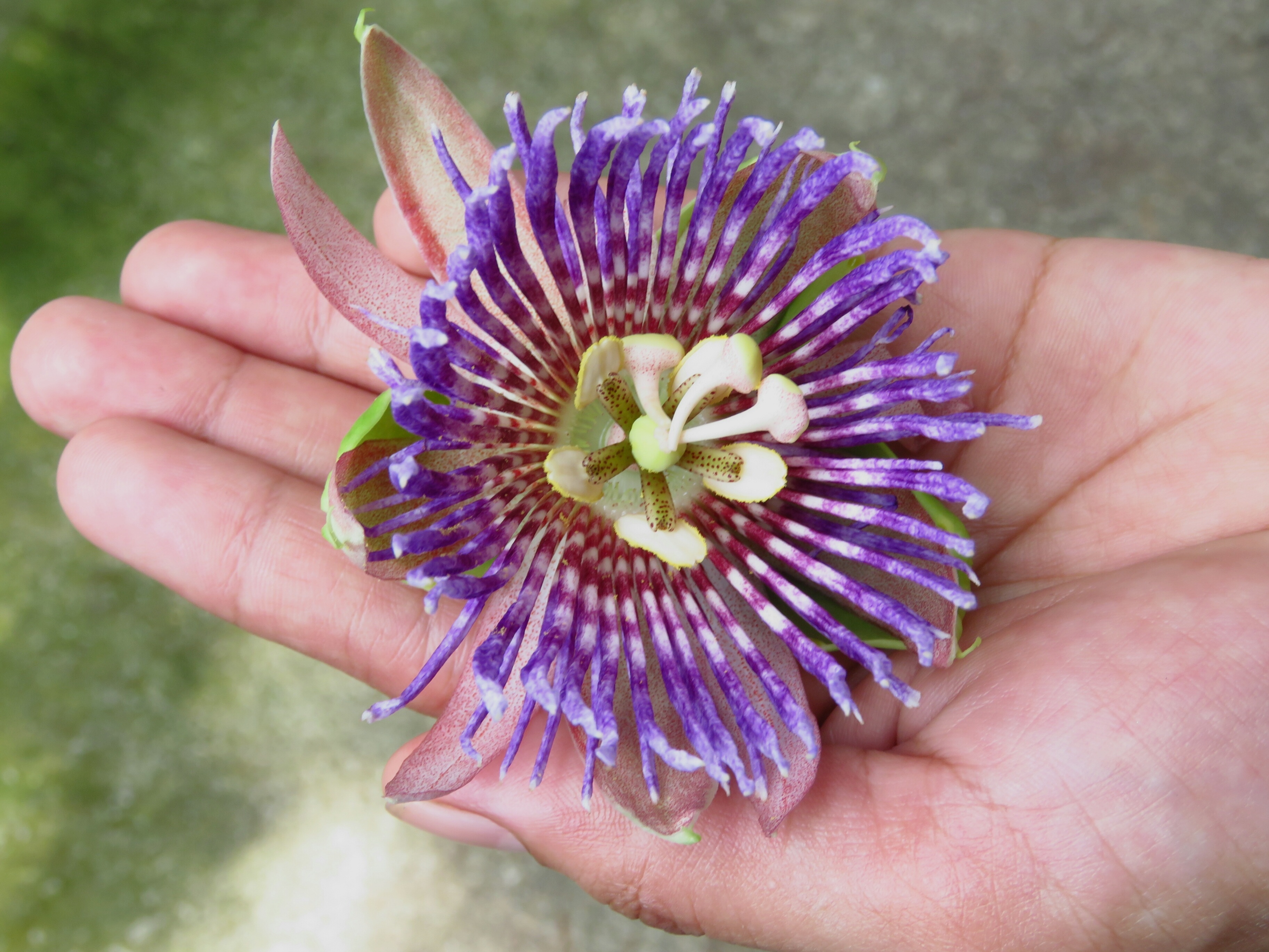 Flower Hand Beautiful free image download