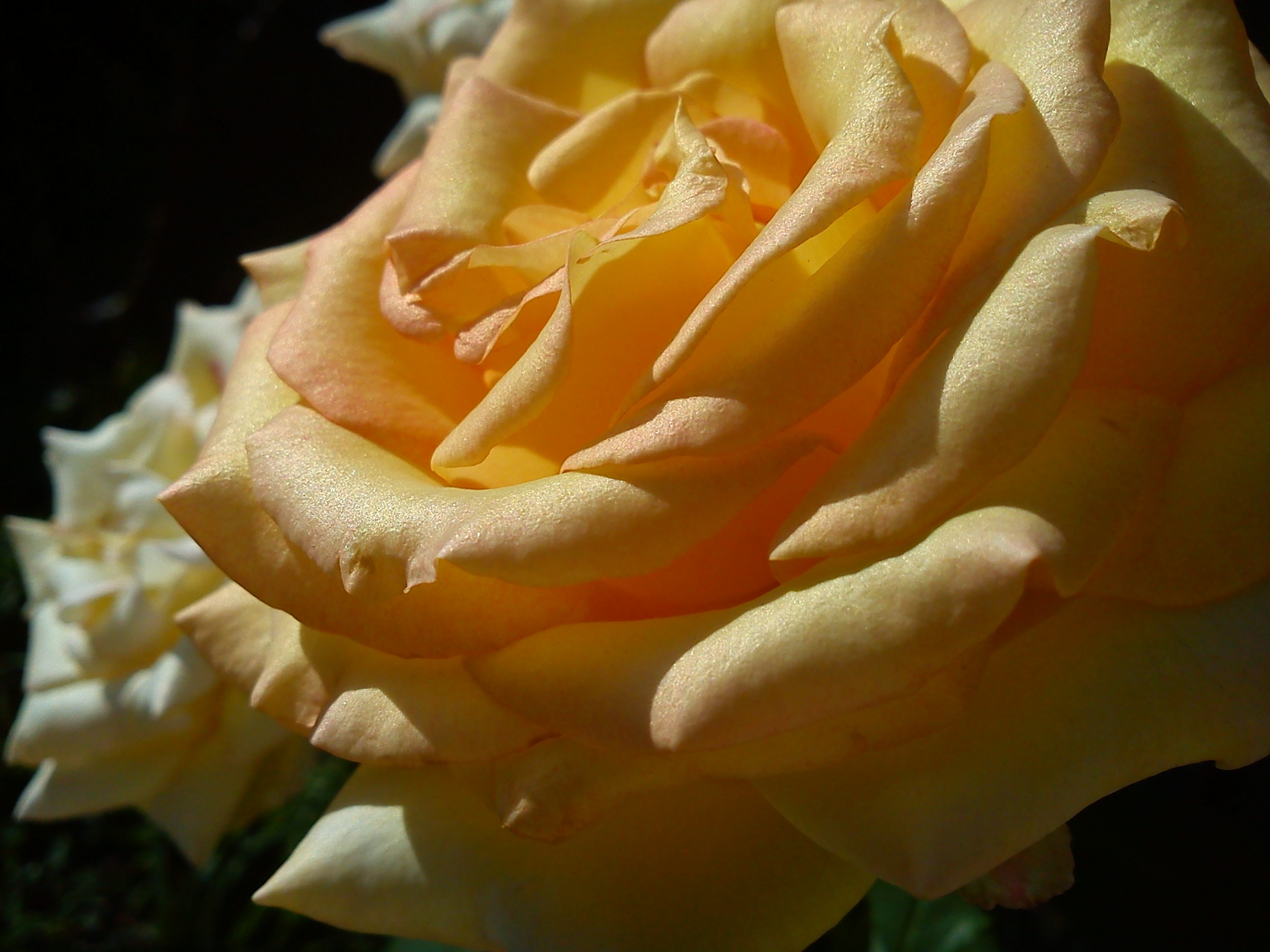 Rosa Roses Flower free image download
