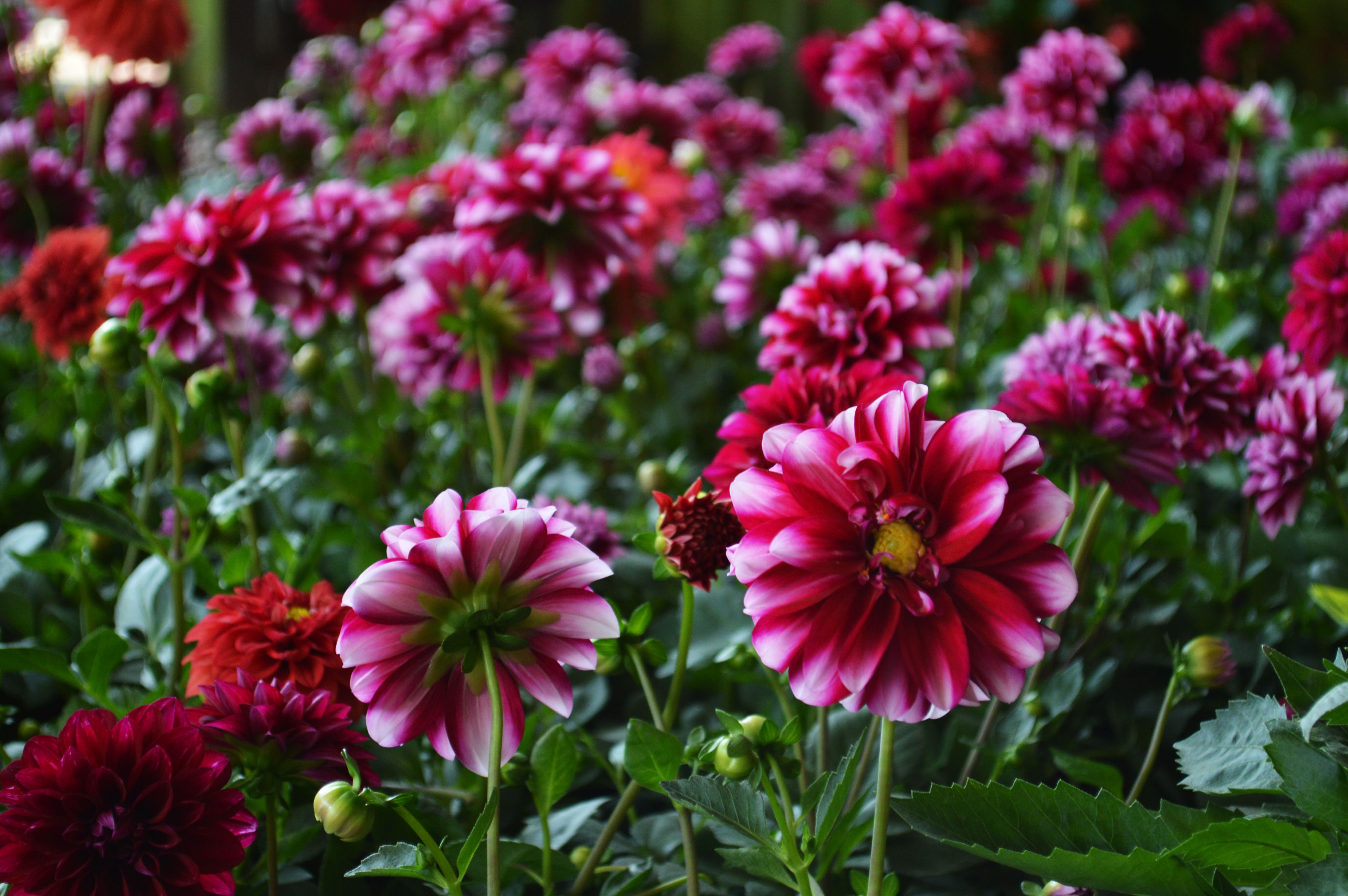 Flowers Colorful Rosa free image download