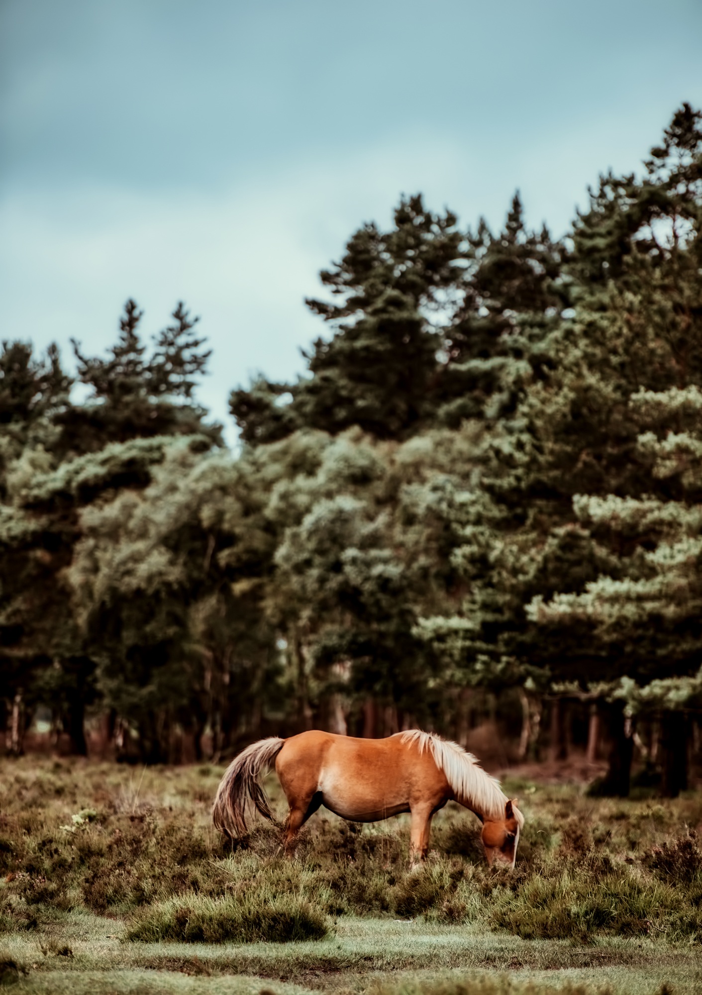 Horse Animal Landscape free image download