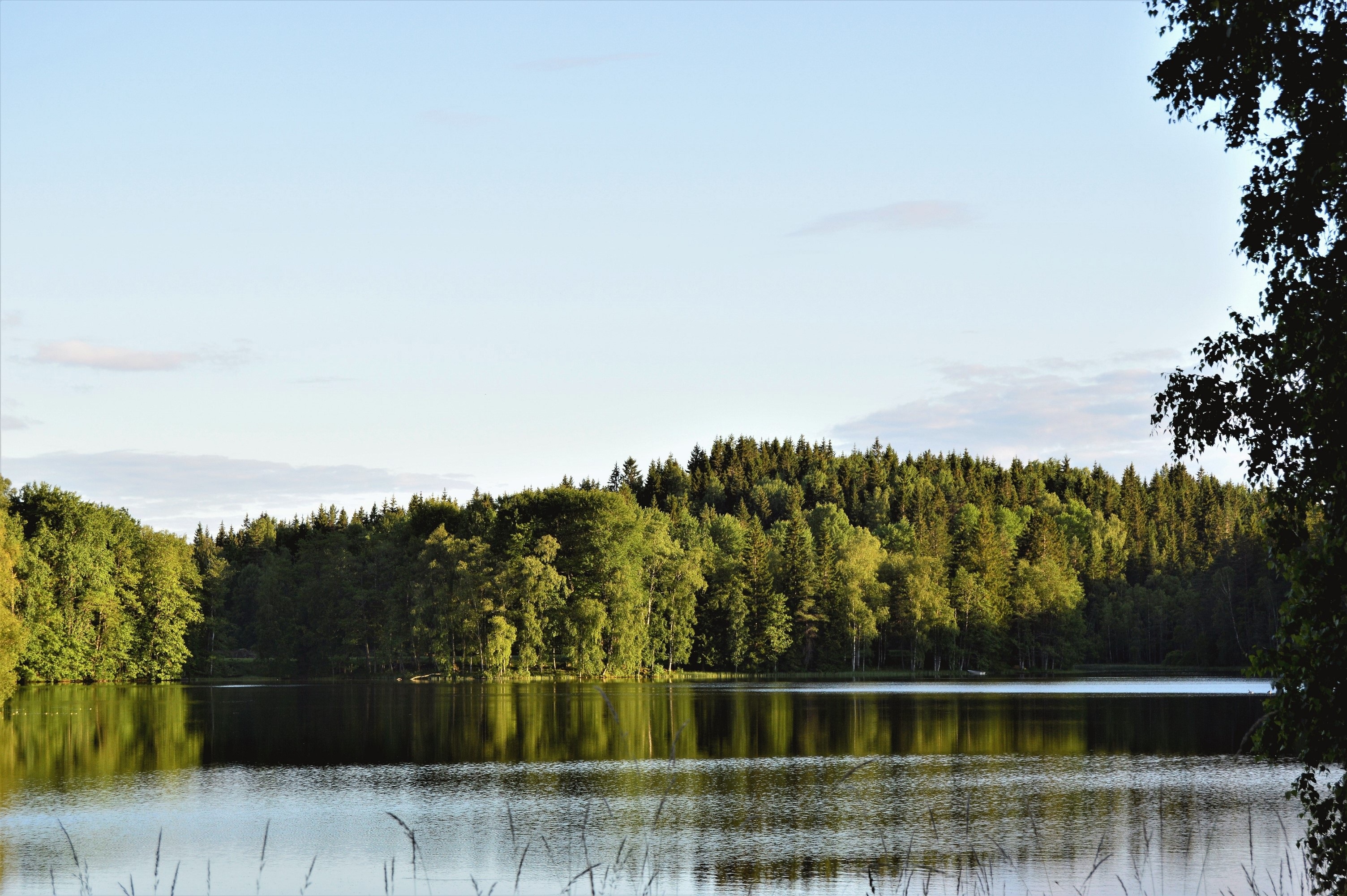 Forest Water Lake free image download