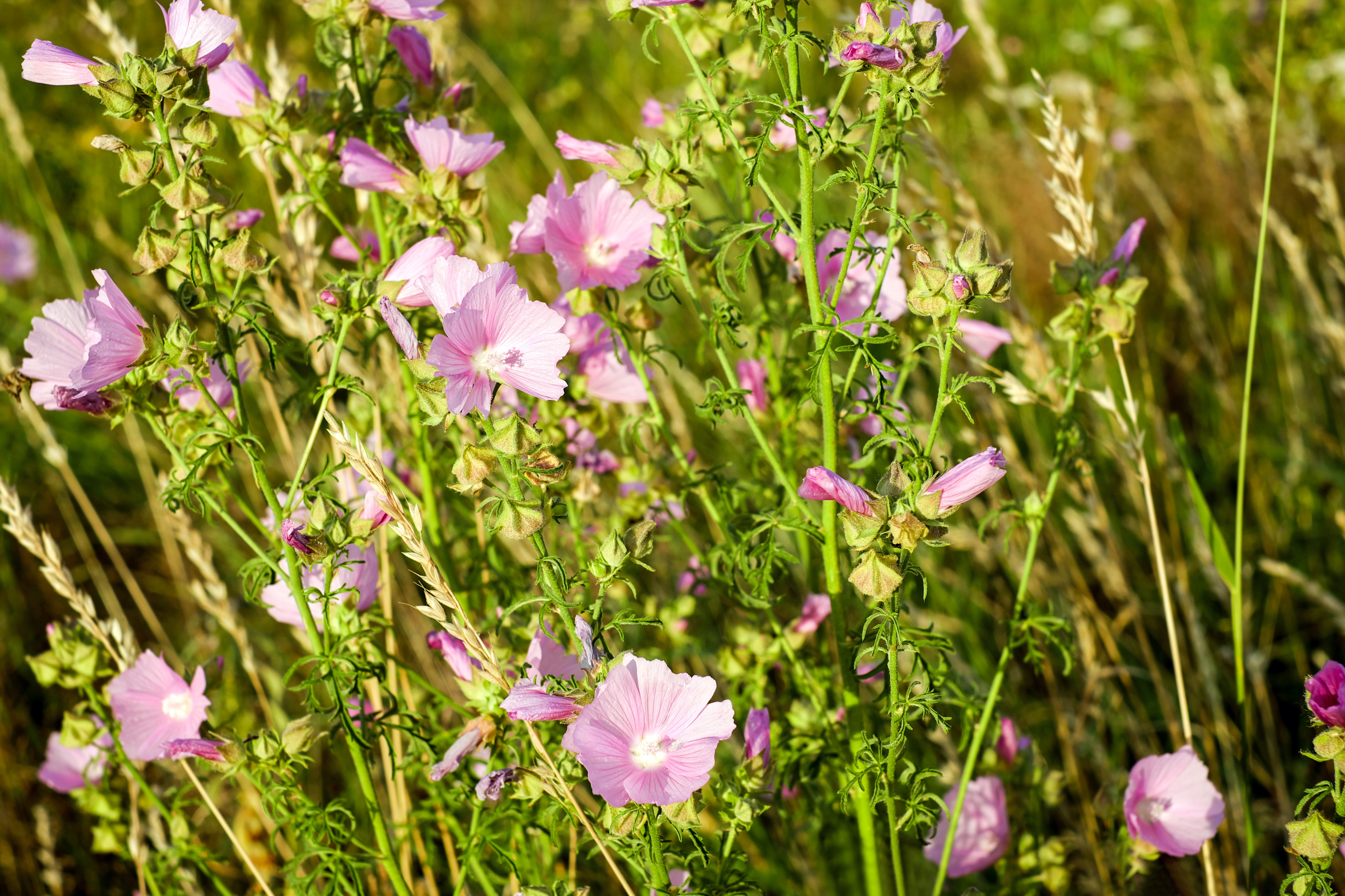 Roses-Mallow Bloom Flower Meadow free image download