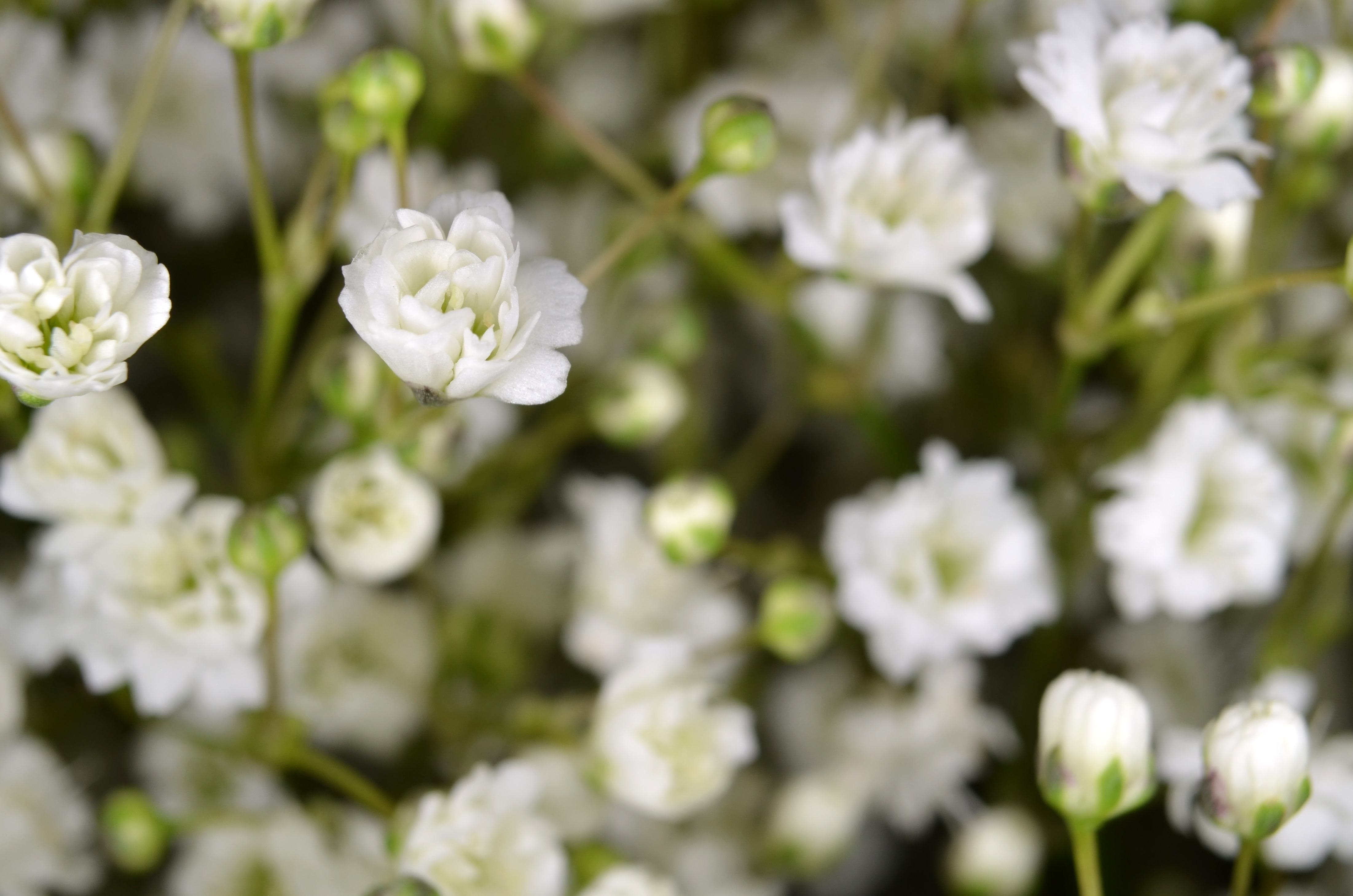 Gypsophila Floristry Flower free image download