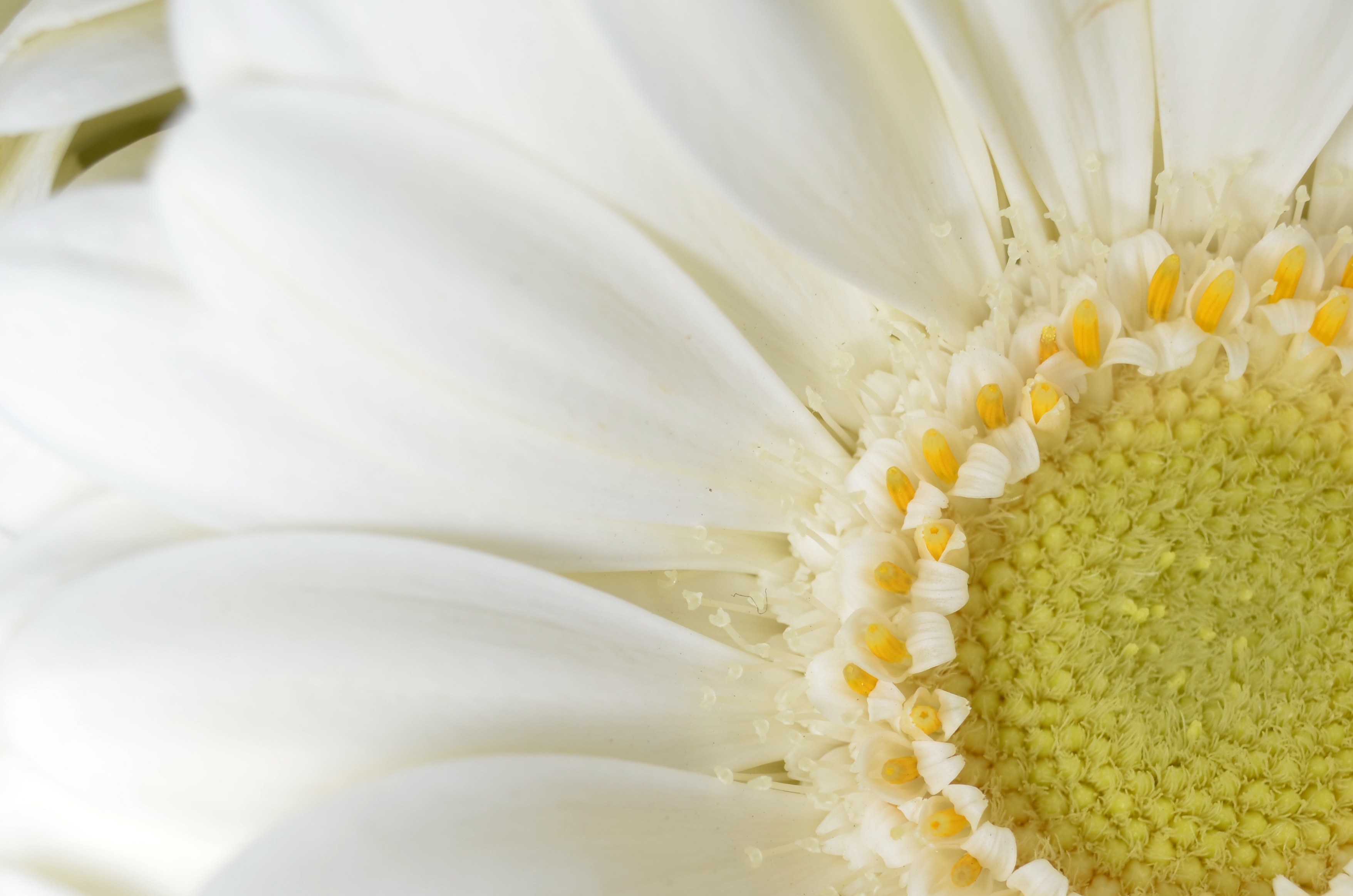Gerbera Germini Close Up free image download