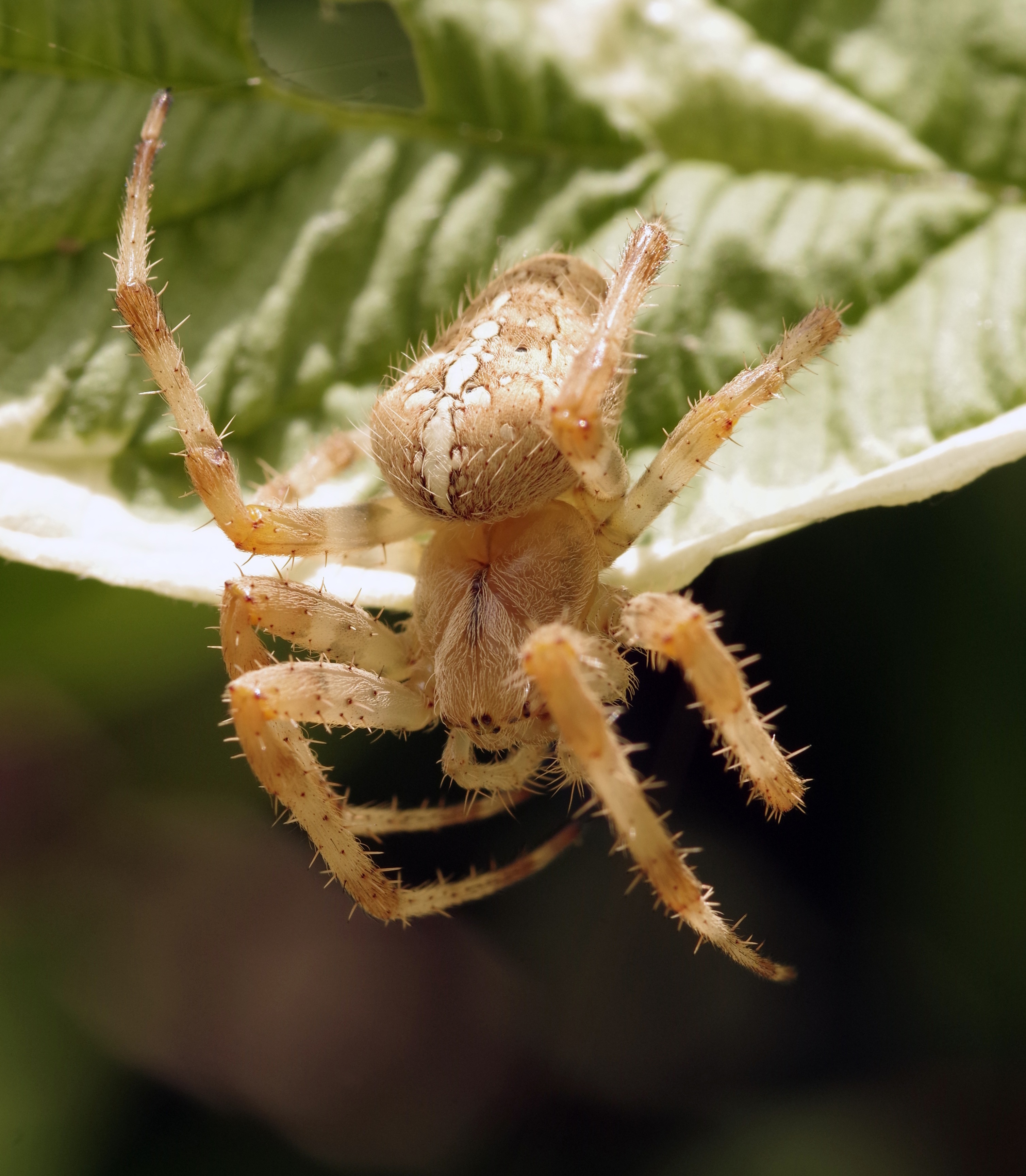 Garden Spider Crowned Orb Weaver free image download