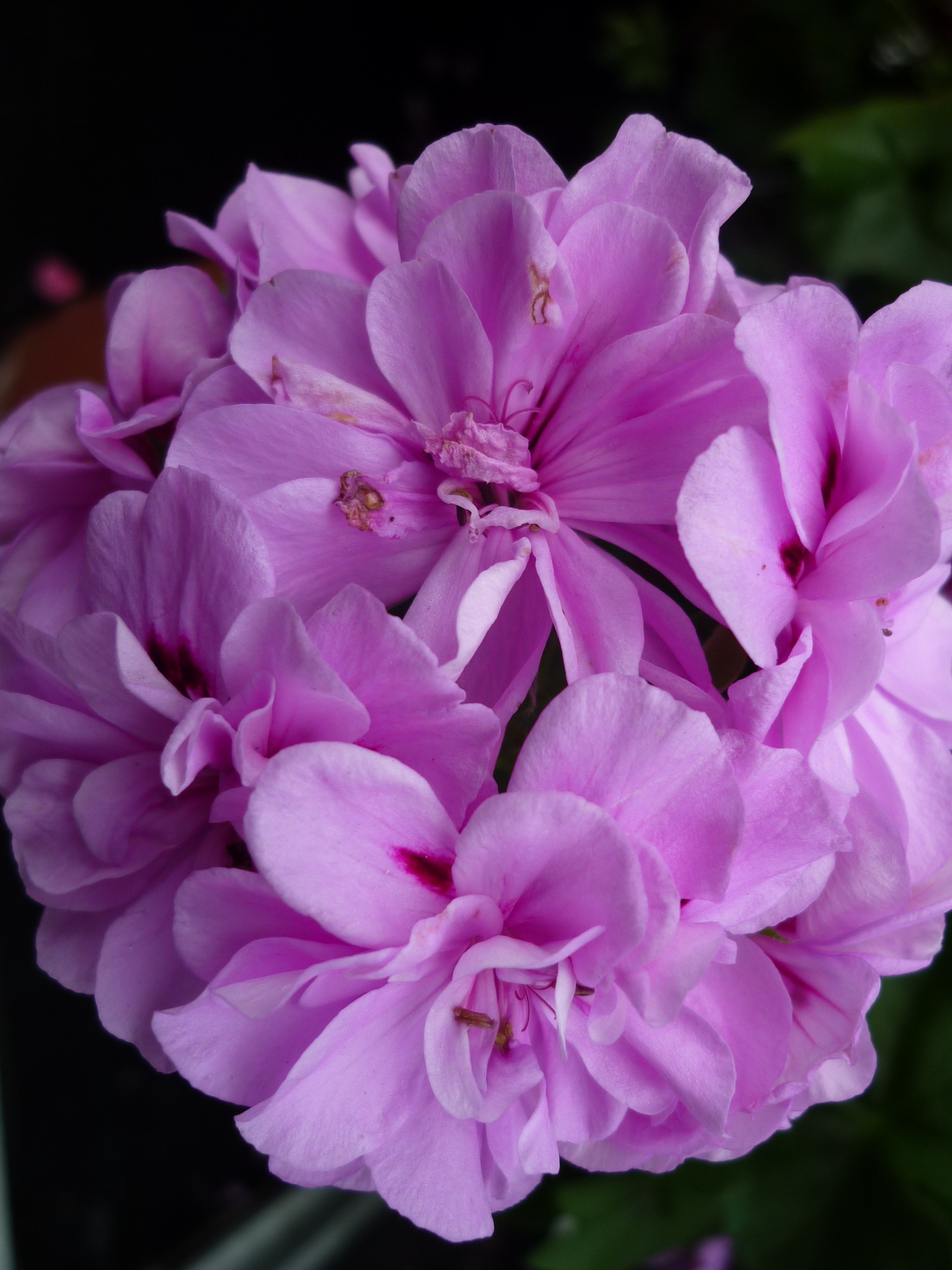 Geranium Nature Pink free image download
