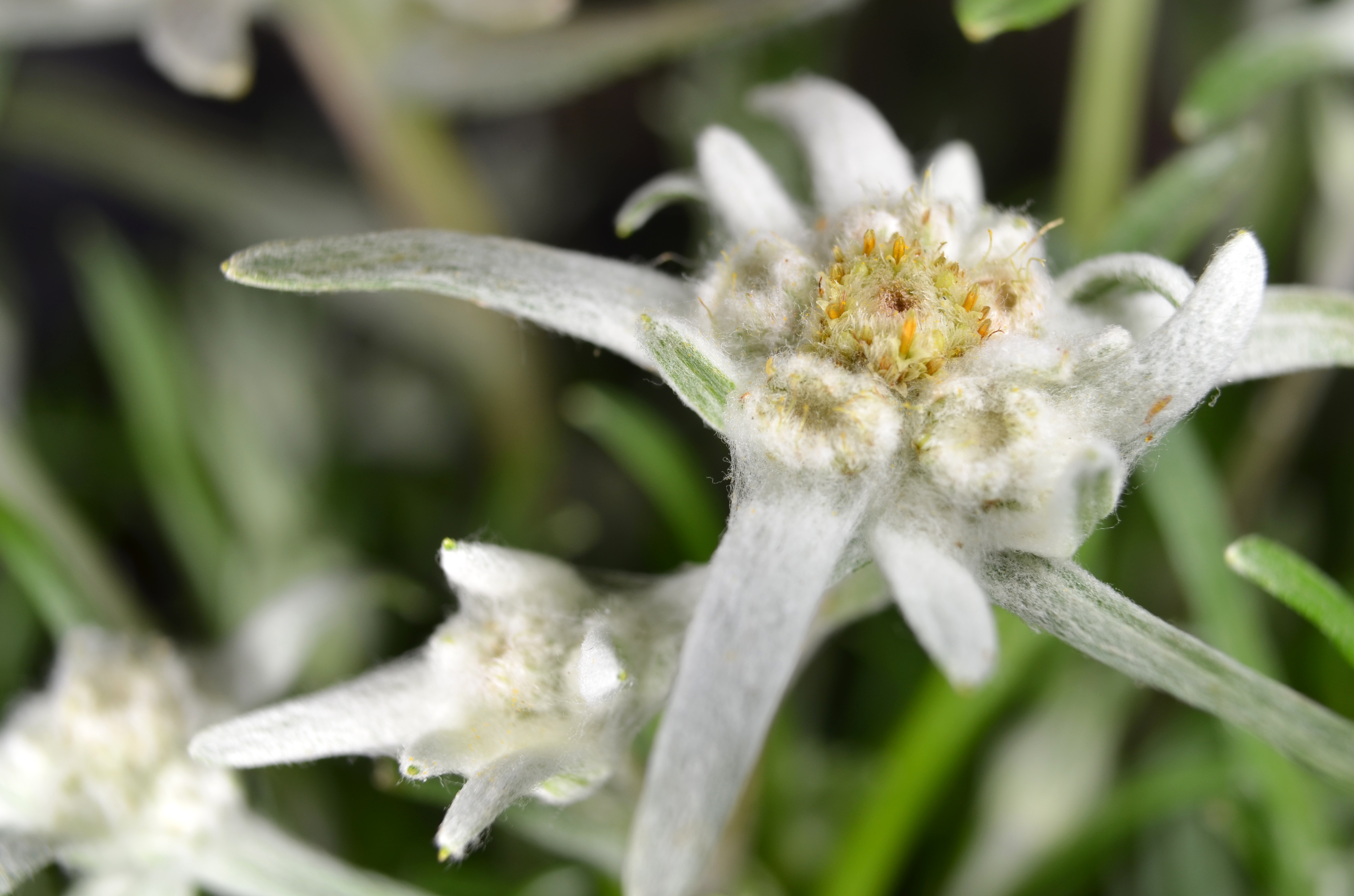 Edelweiss Of The Alps free image download