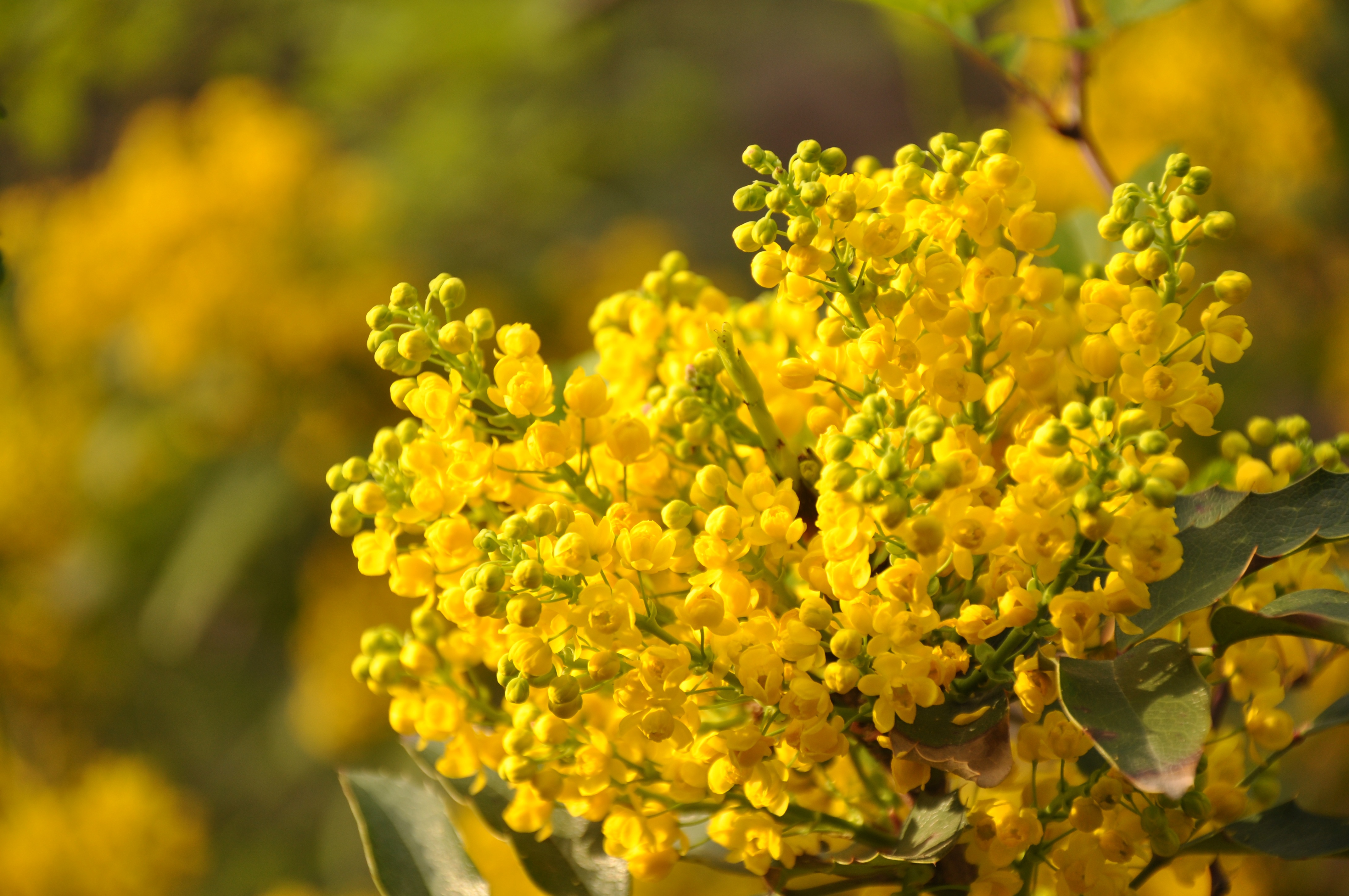 Mimosa Flower Plant free image download