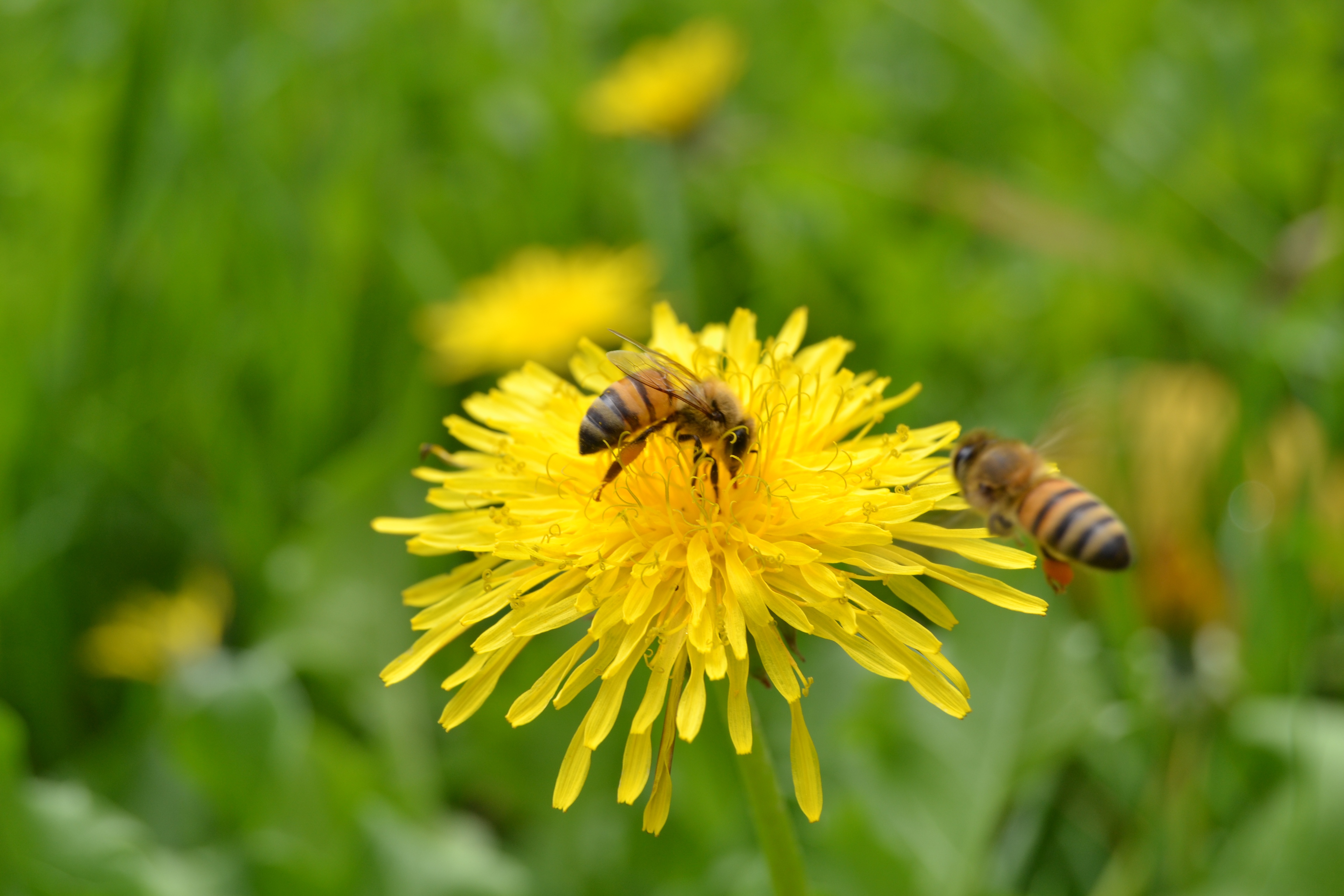 Bees Flower Insect free image download