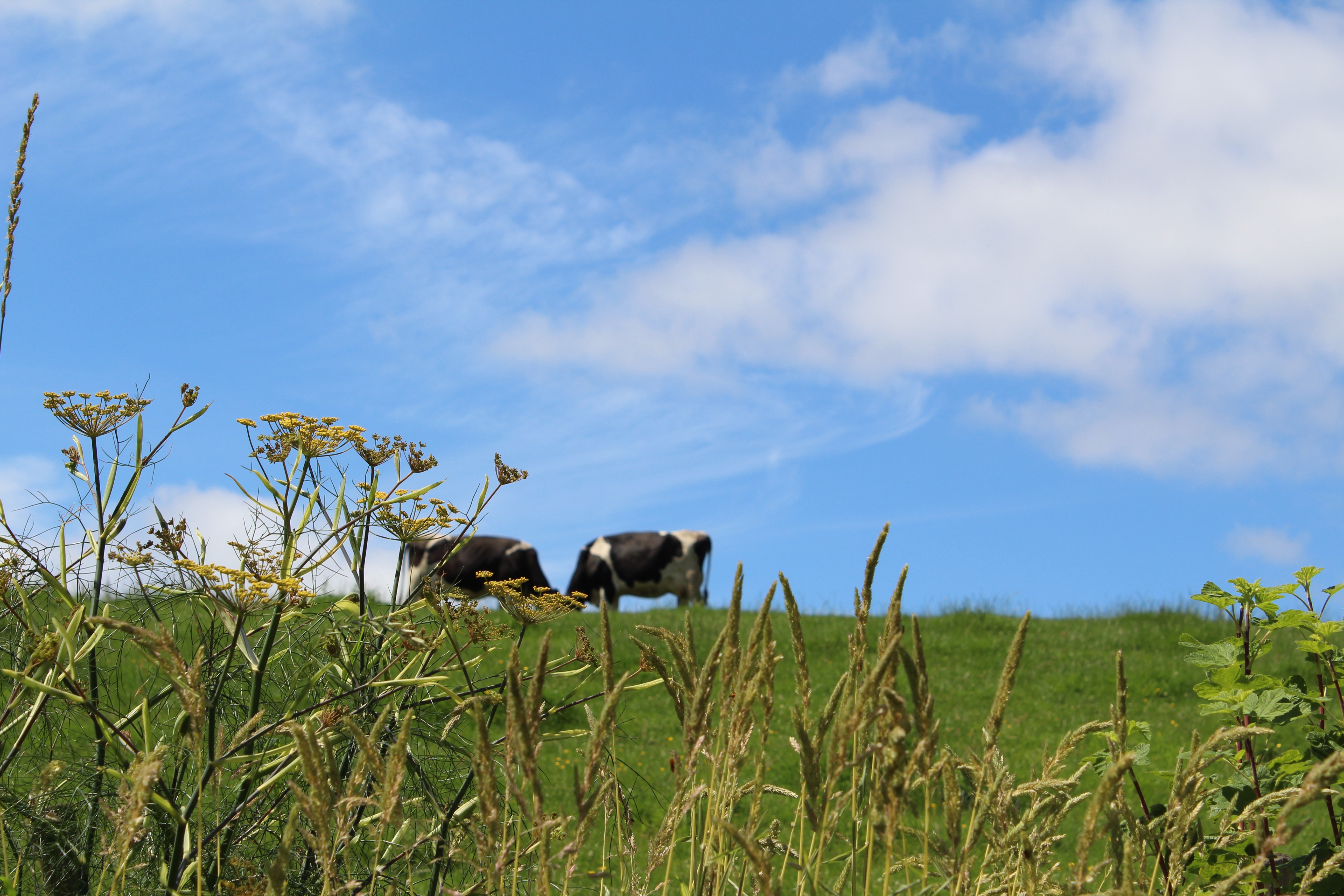 Meadow England Summer free image download