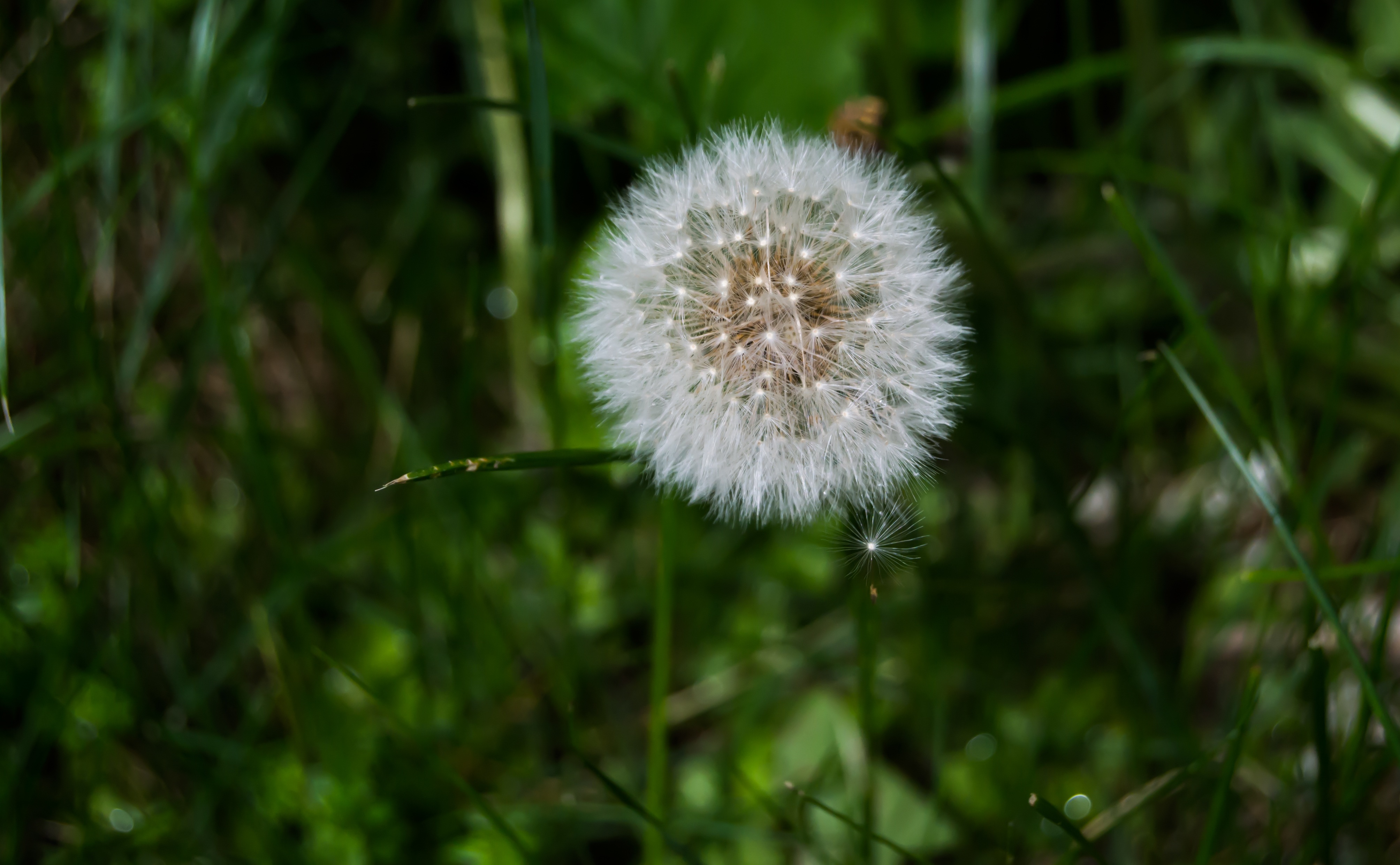 Dandelion Nature Flower free image download