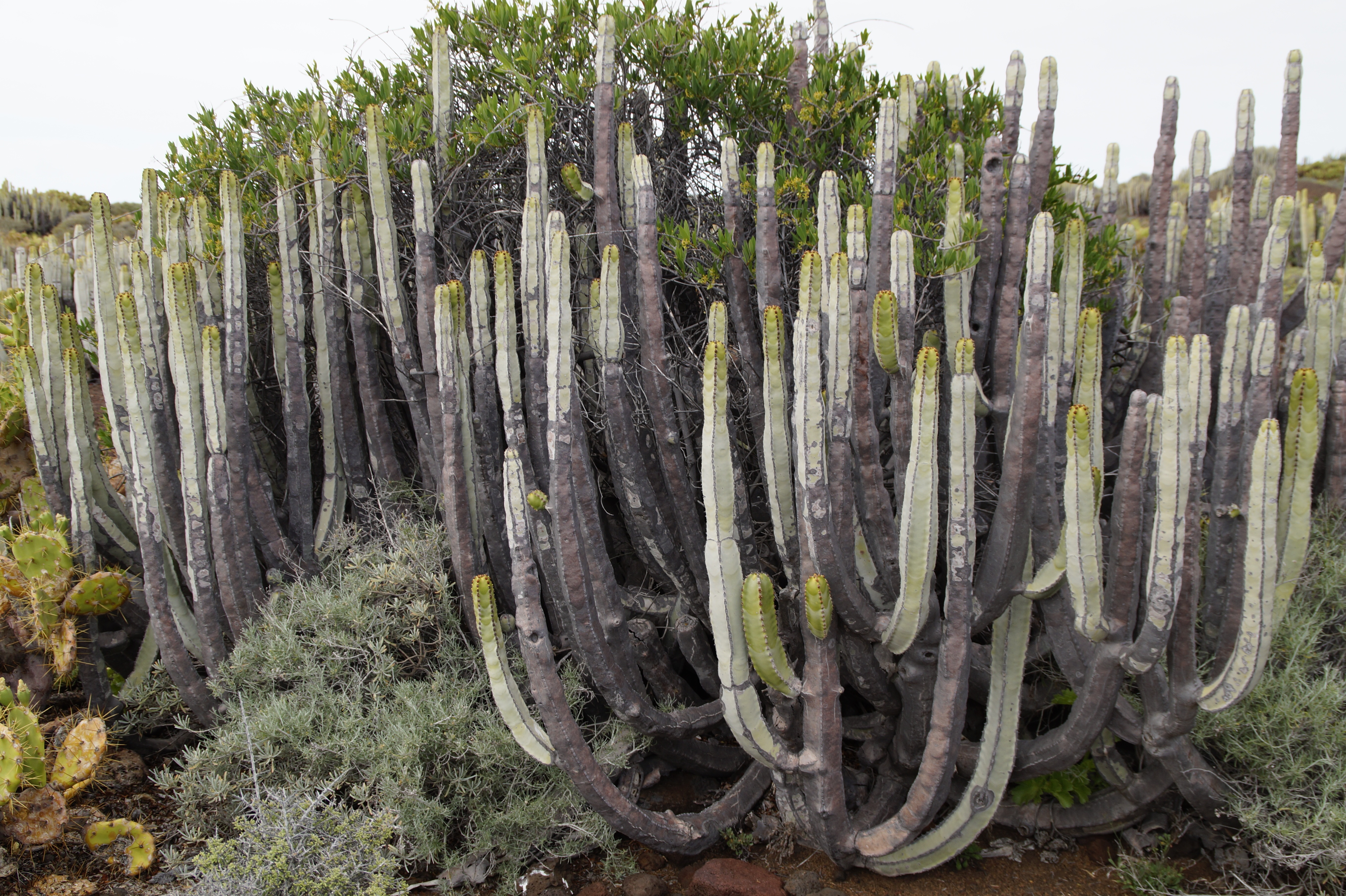 Cactus Succulents Spurge free image download