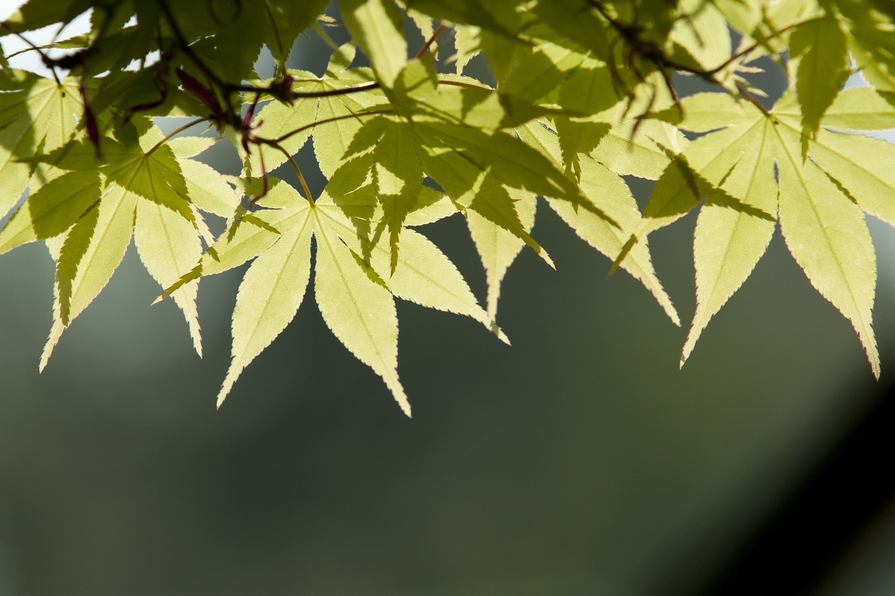 Nature Wood Backlight free image download