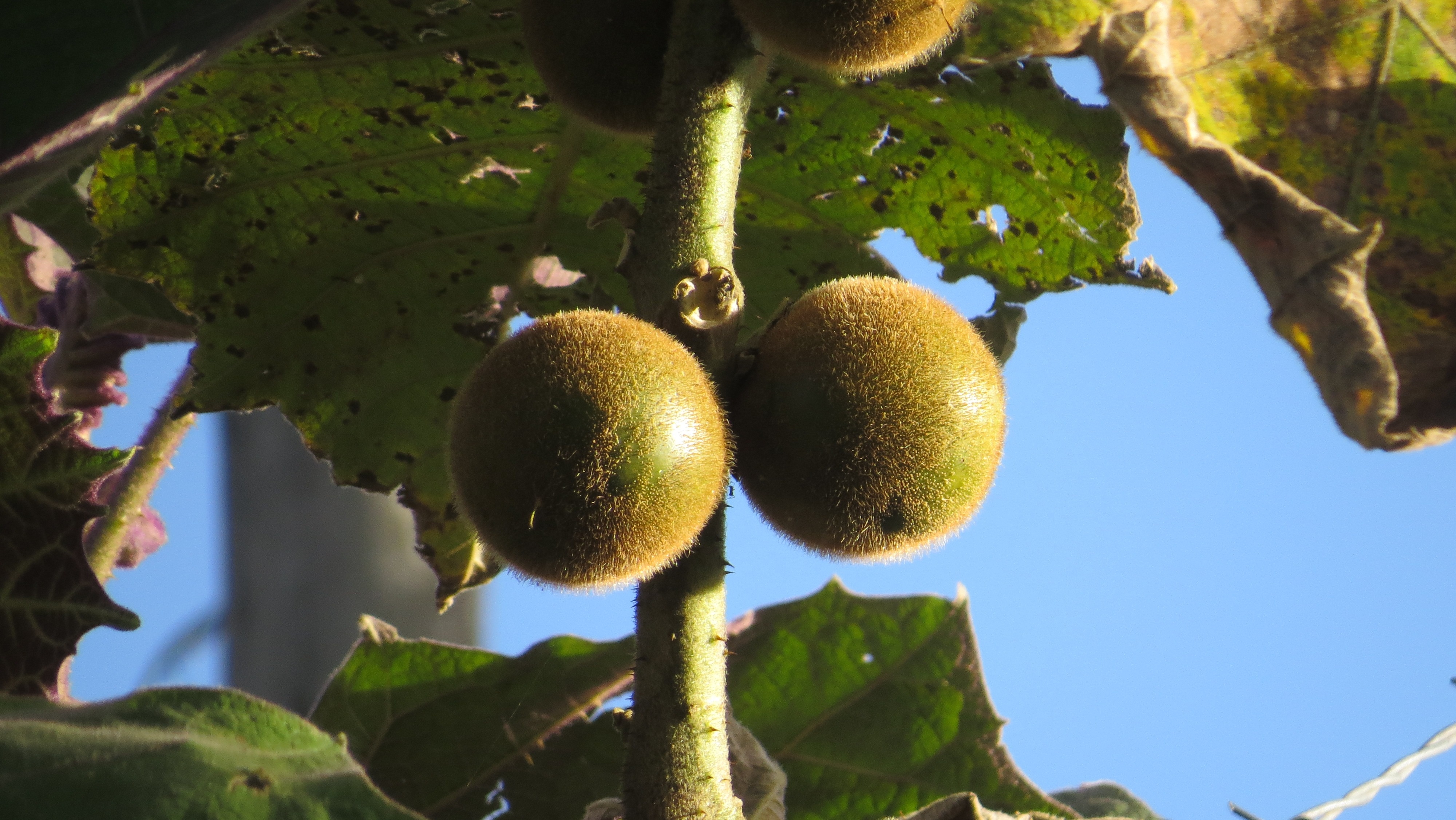 Nature Fruits Natural Plants free image download