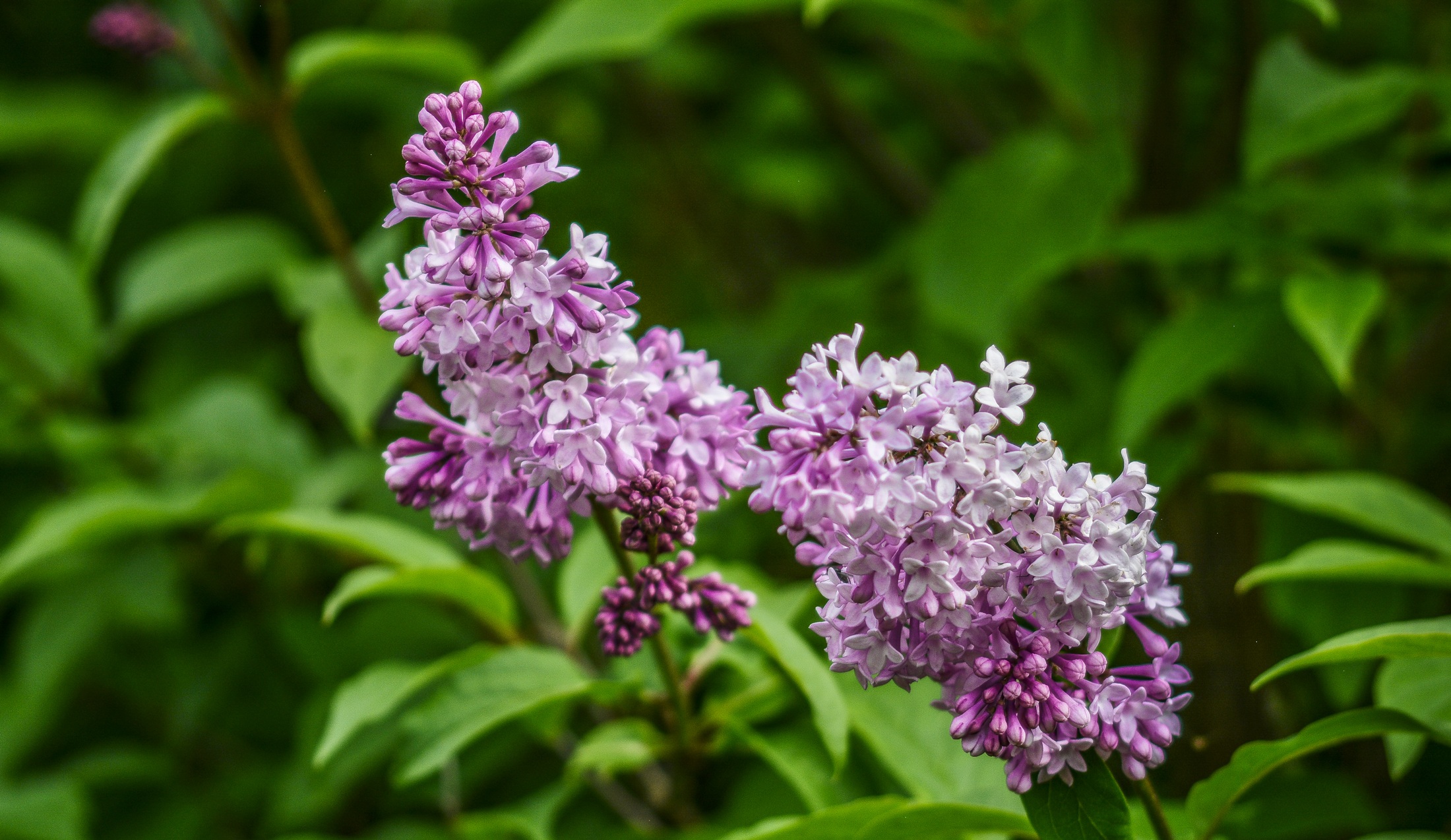 The beautiful lilacs in the garden free image download