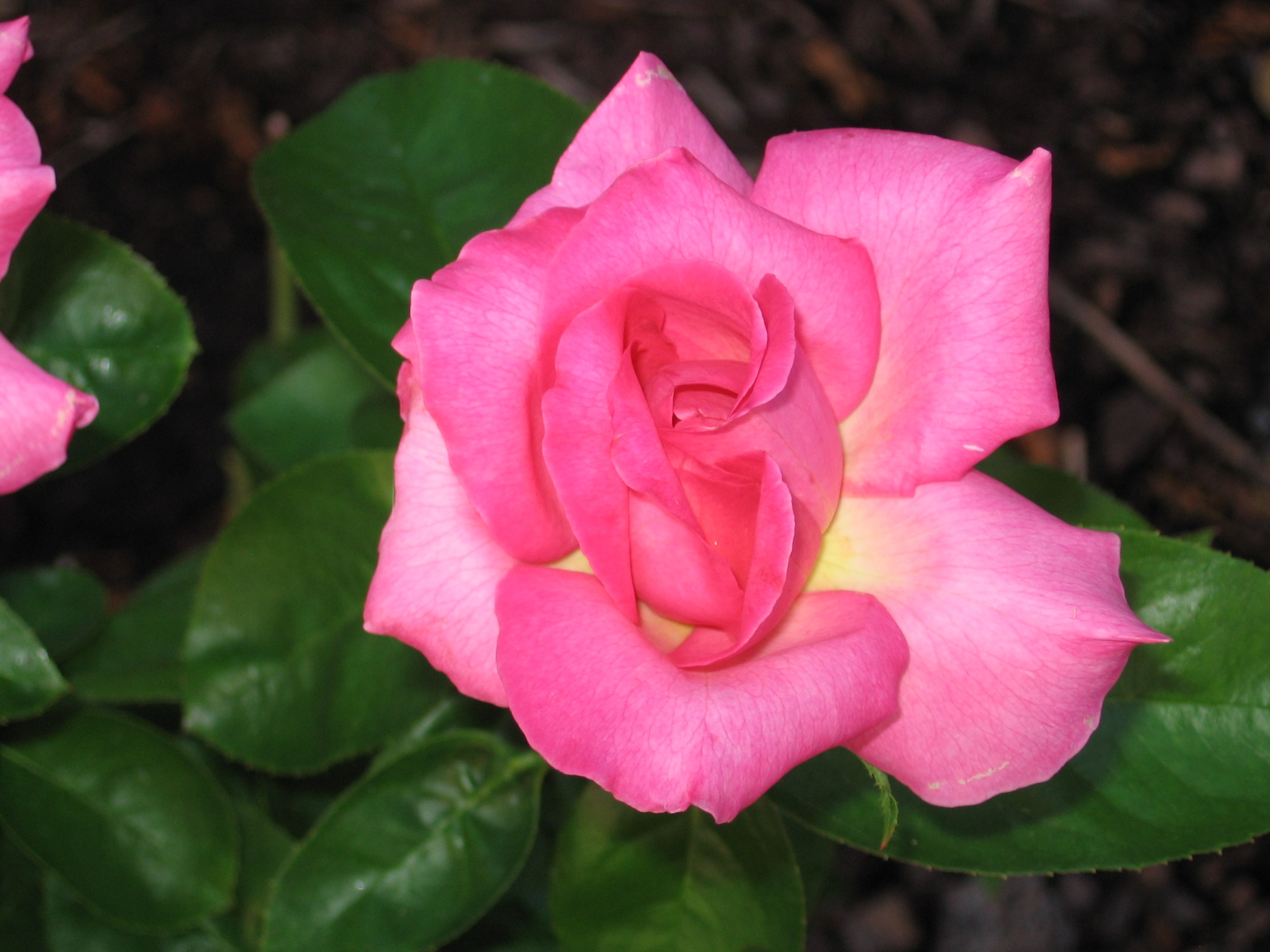 Pink Rose free image download