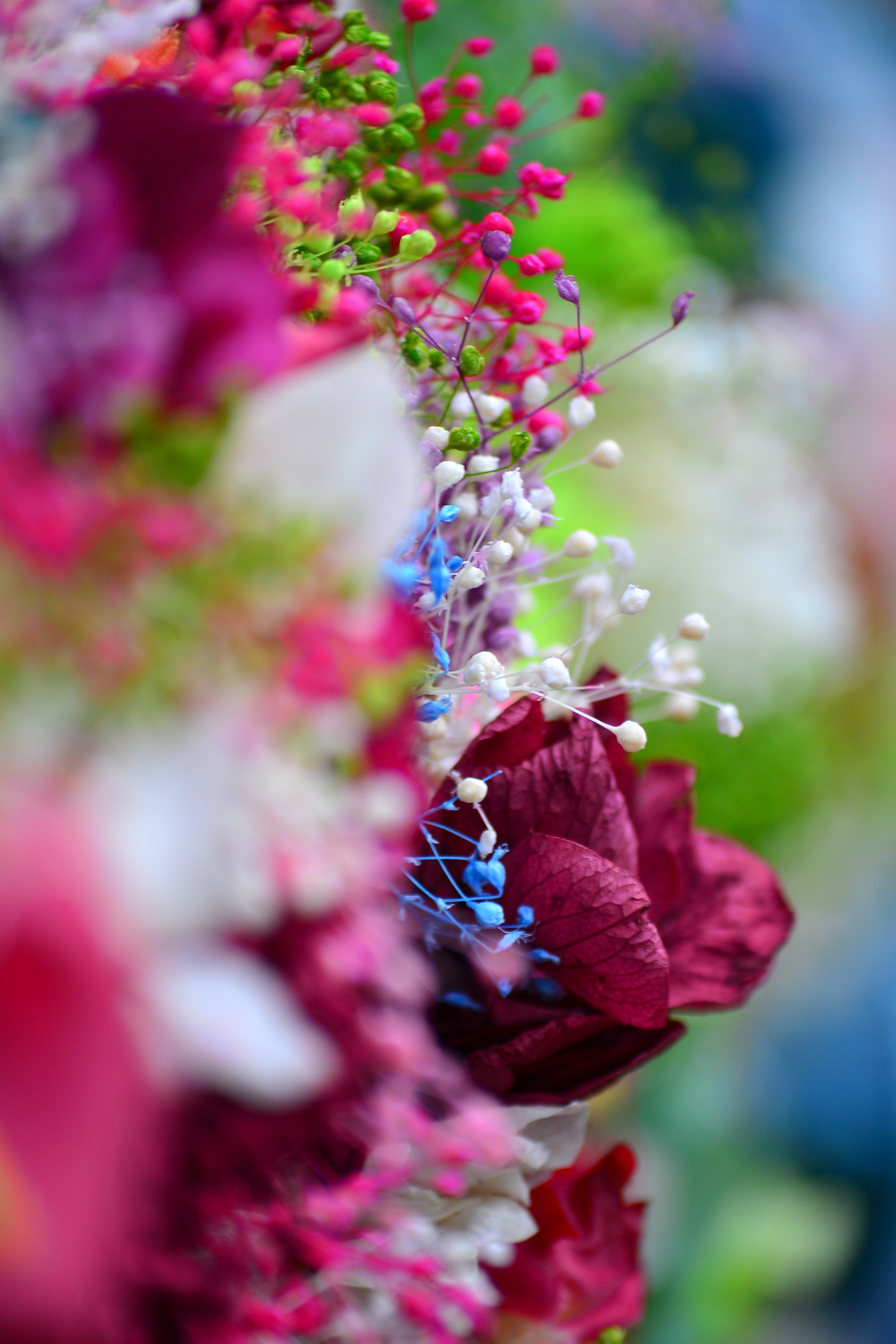 Flower Color Nature free image download