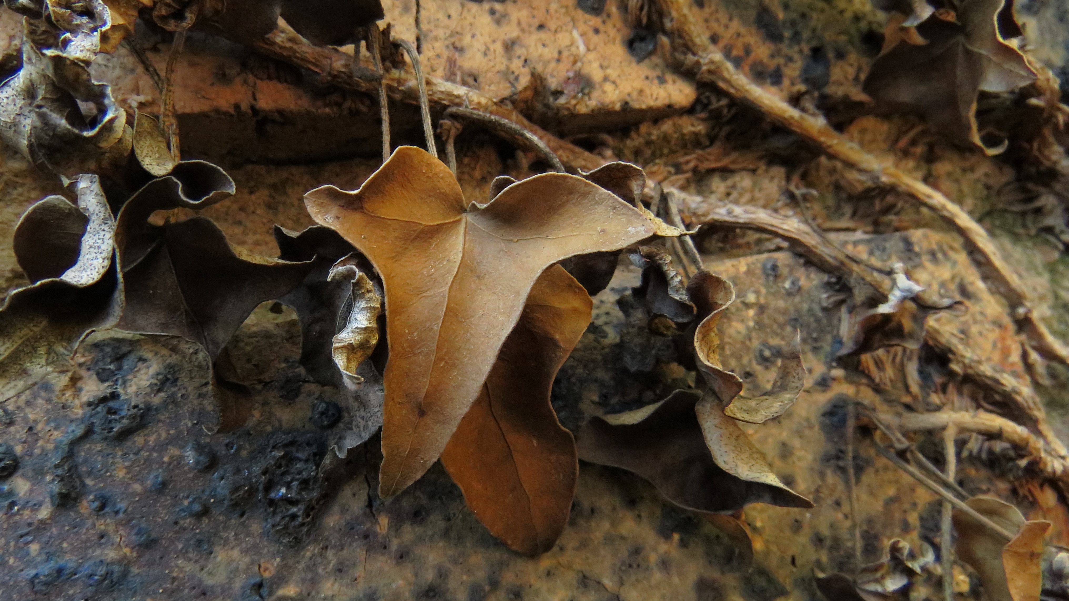 Leaf Brown Nature free image download