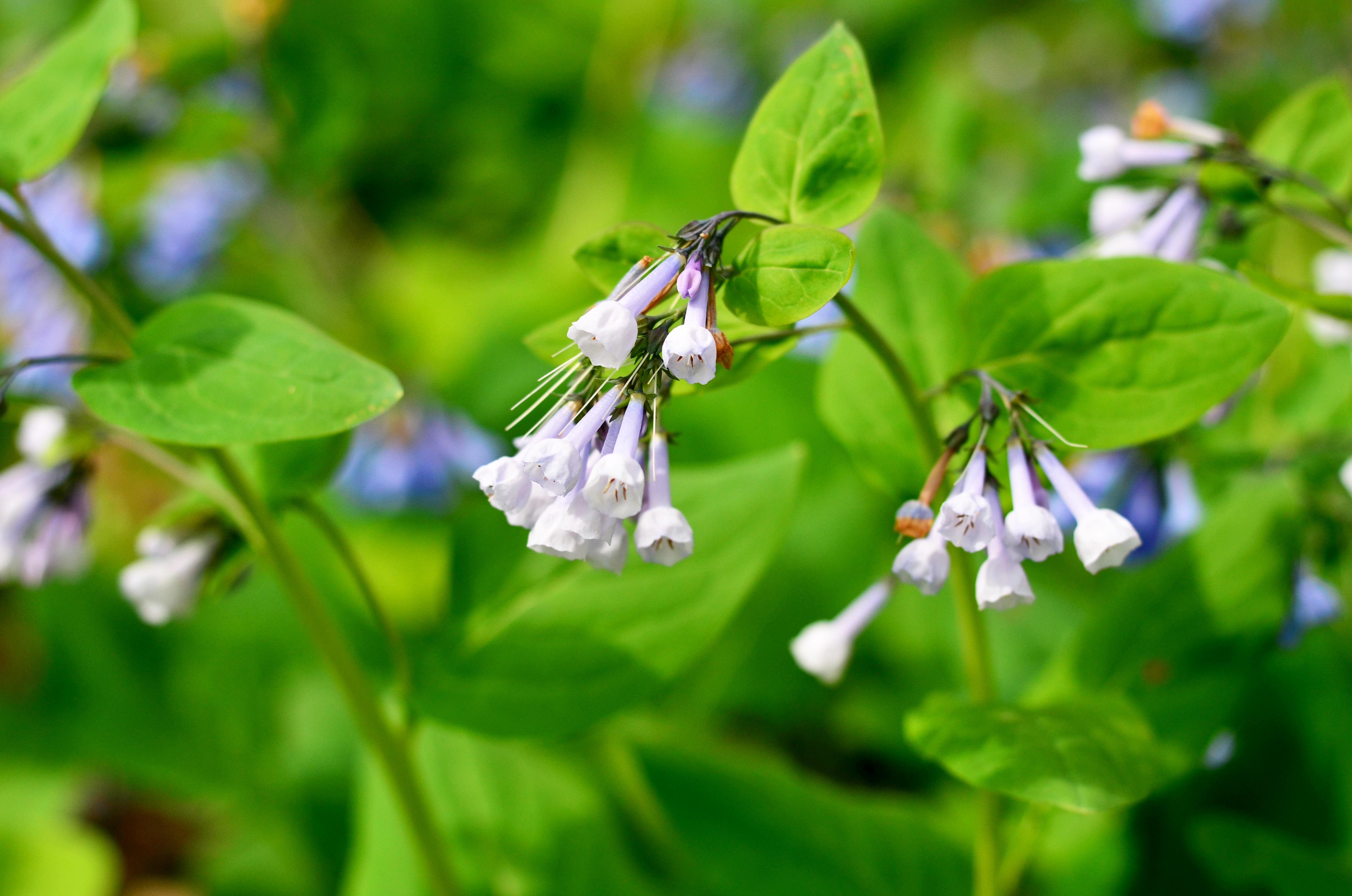 Virginia Flower Bloom free image download