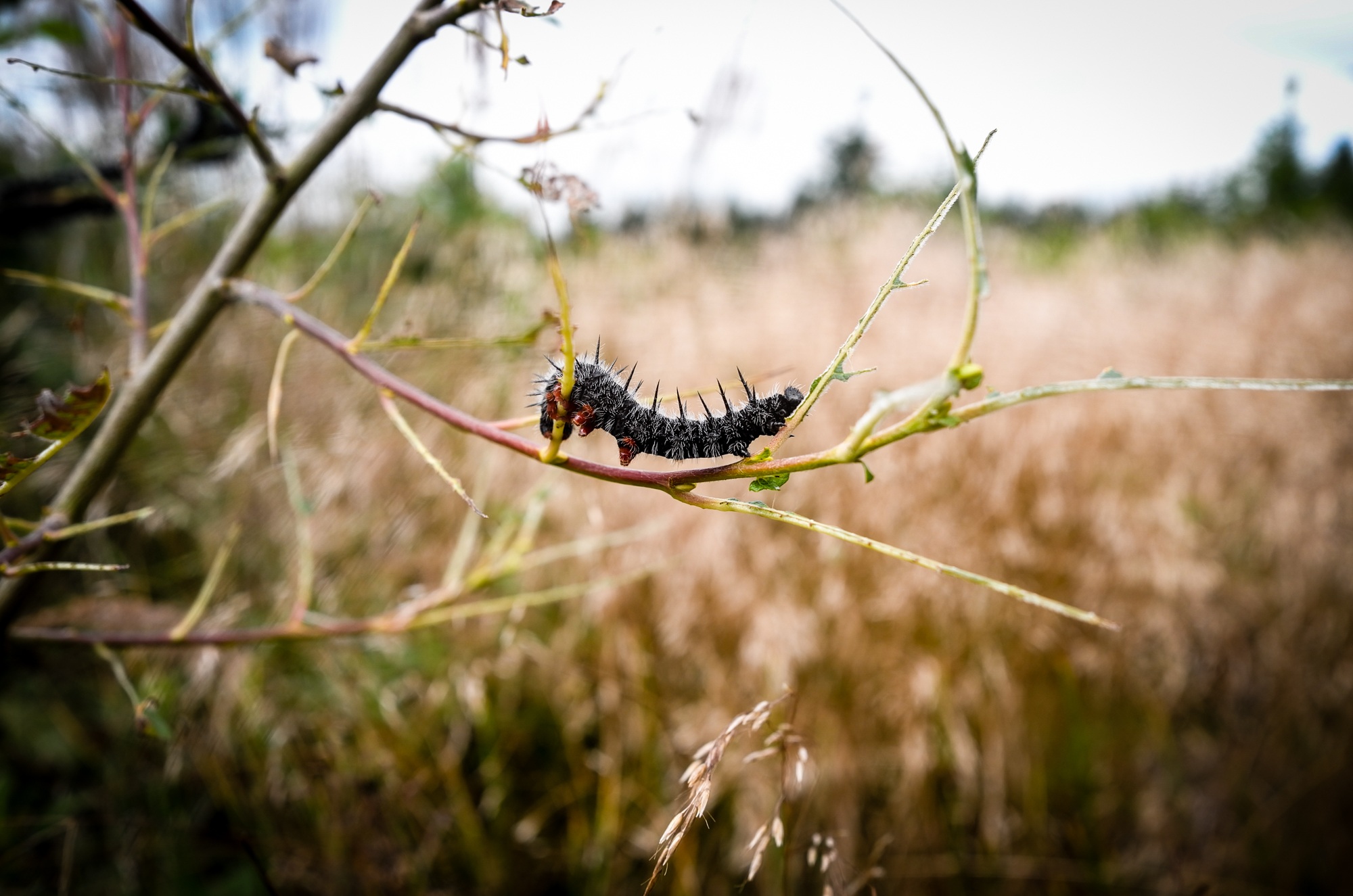 Caterpillar Nature Insect Thick free image download