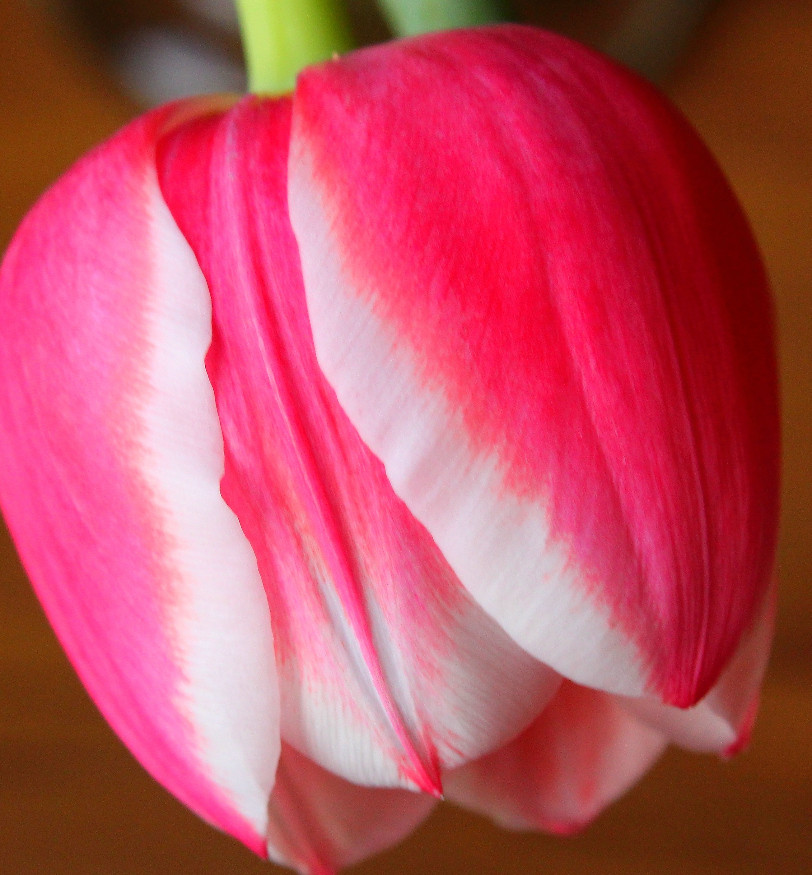 Tulip Pink Flower Close-Up free image download