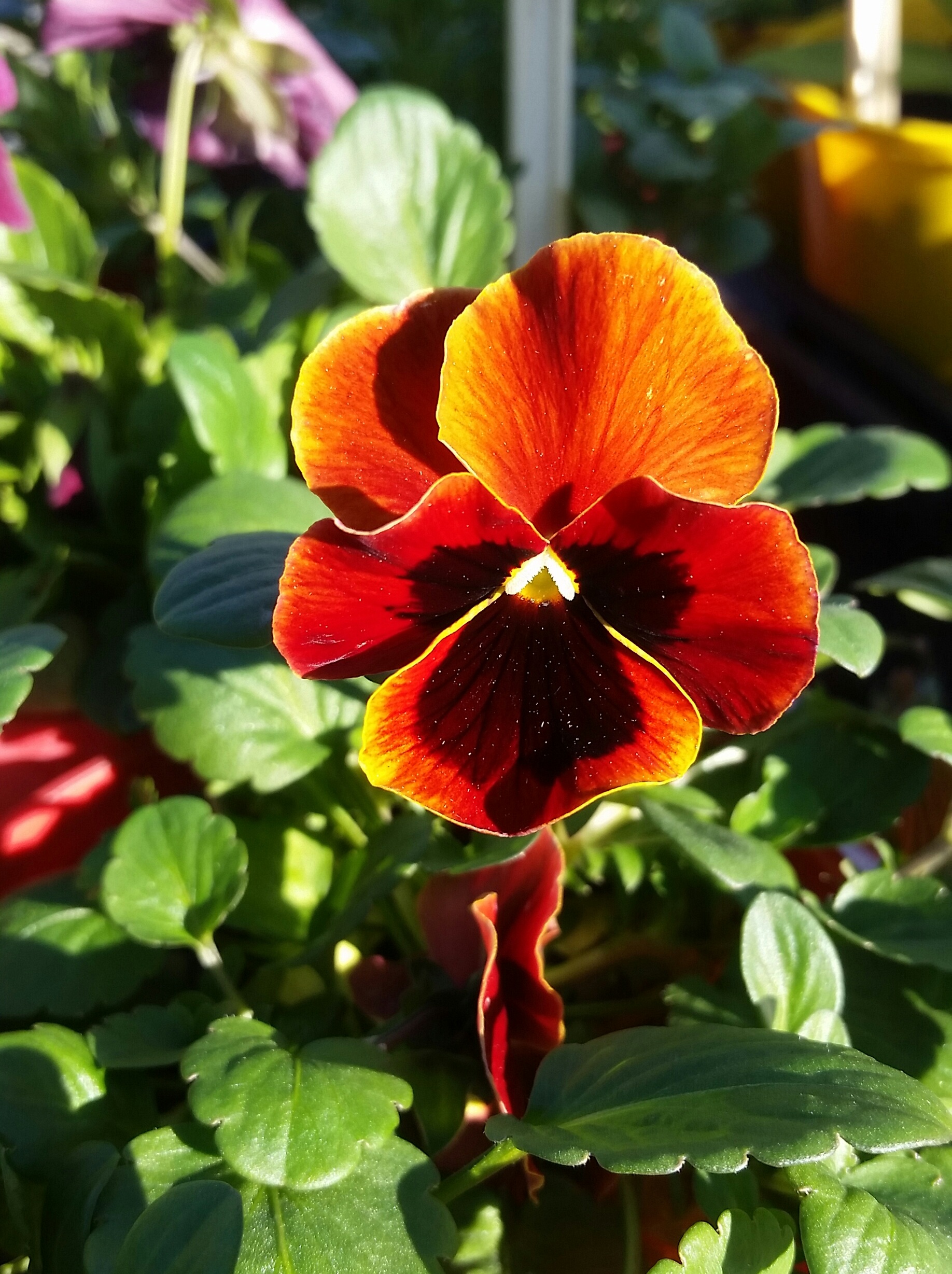 Pansy Flower Plant free image download