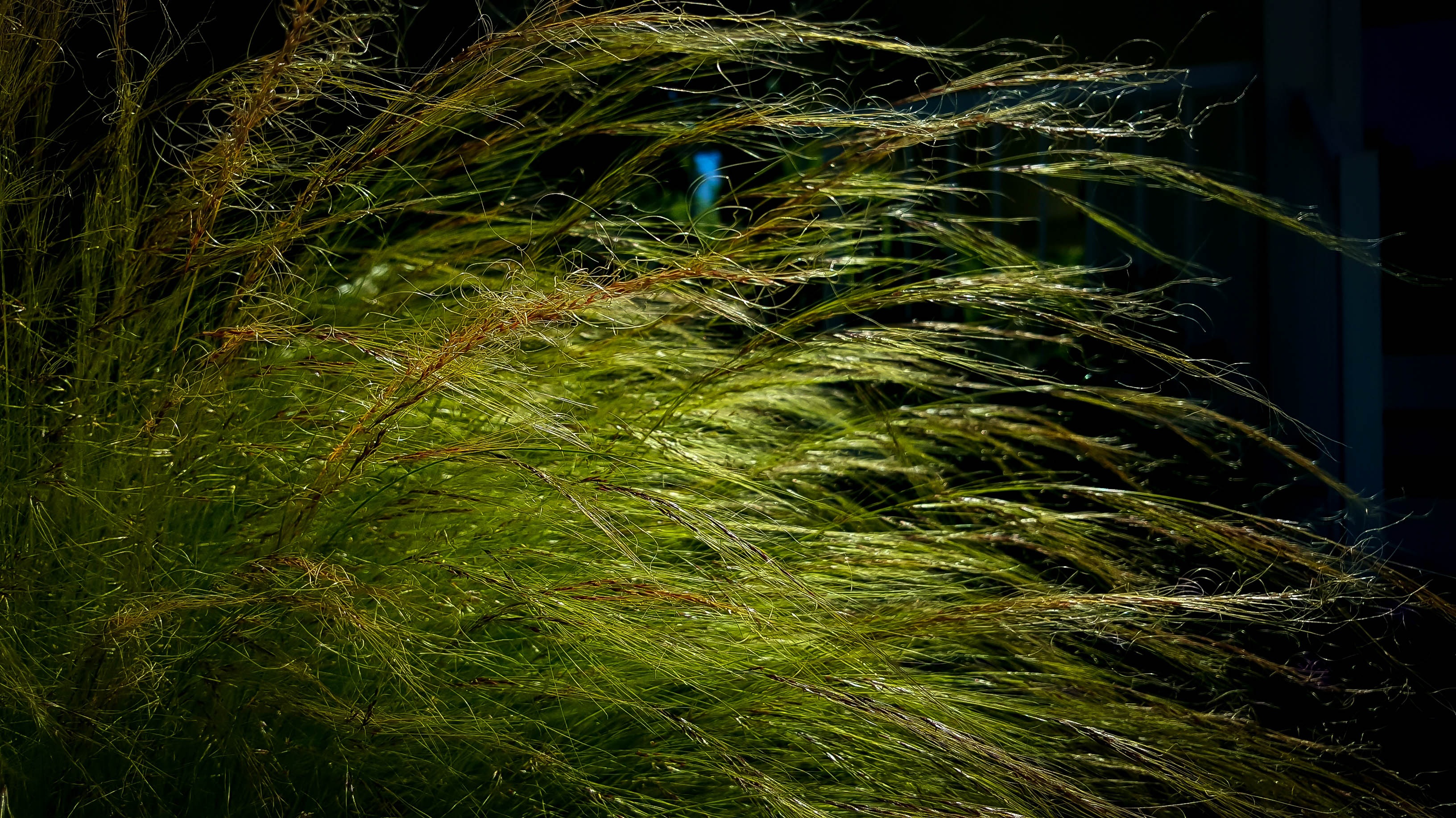 Grass Summer Wispy free image download