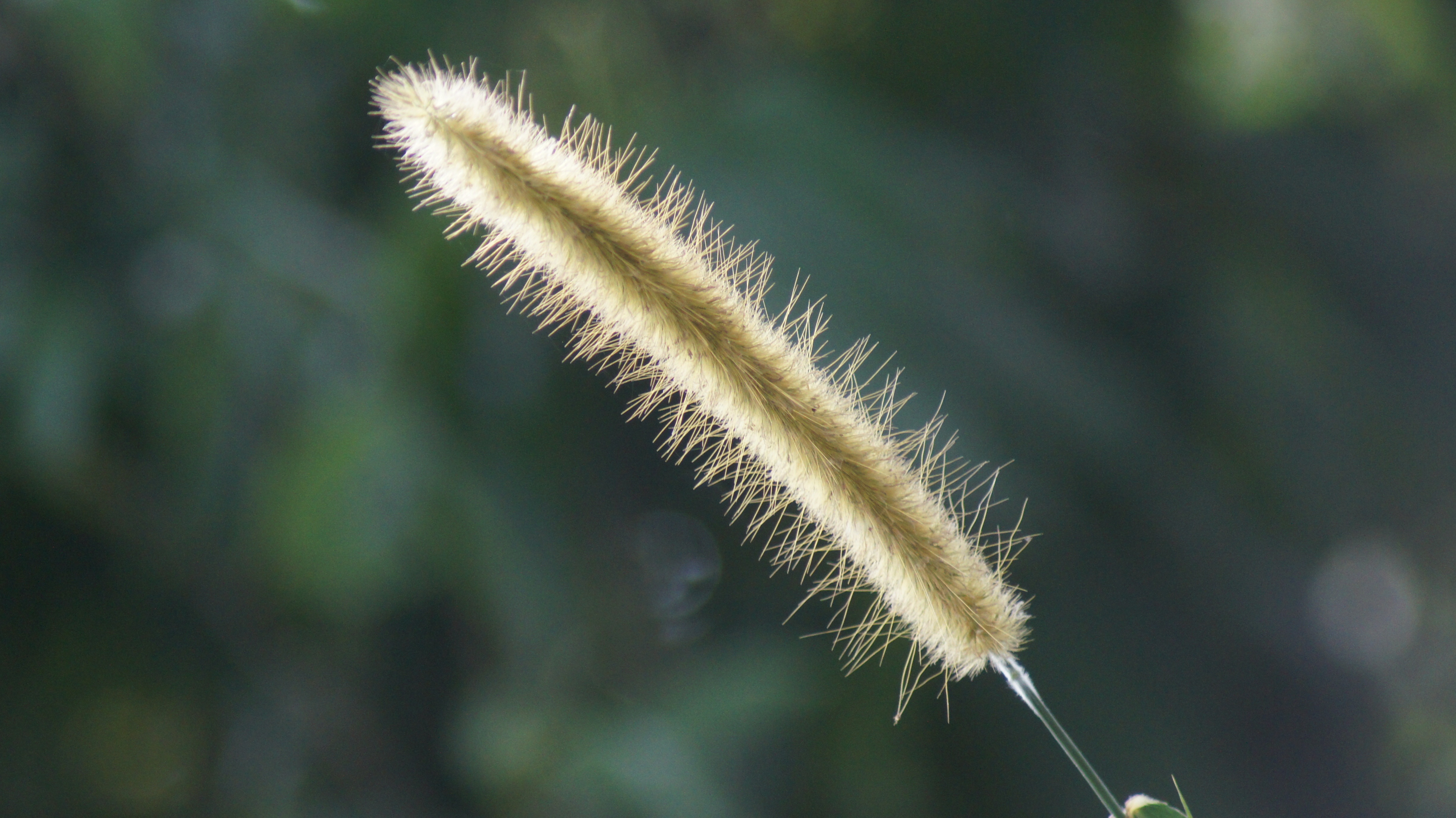 Nature Spike Weed free image download