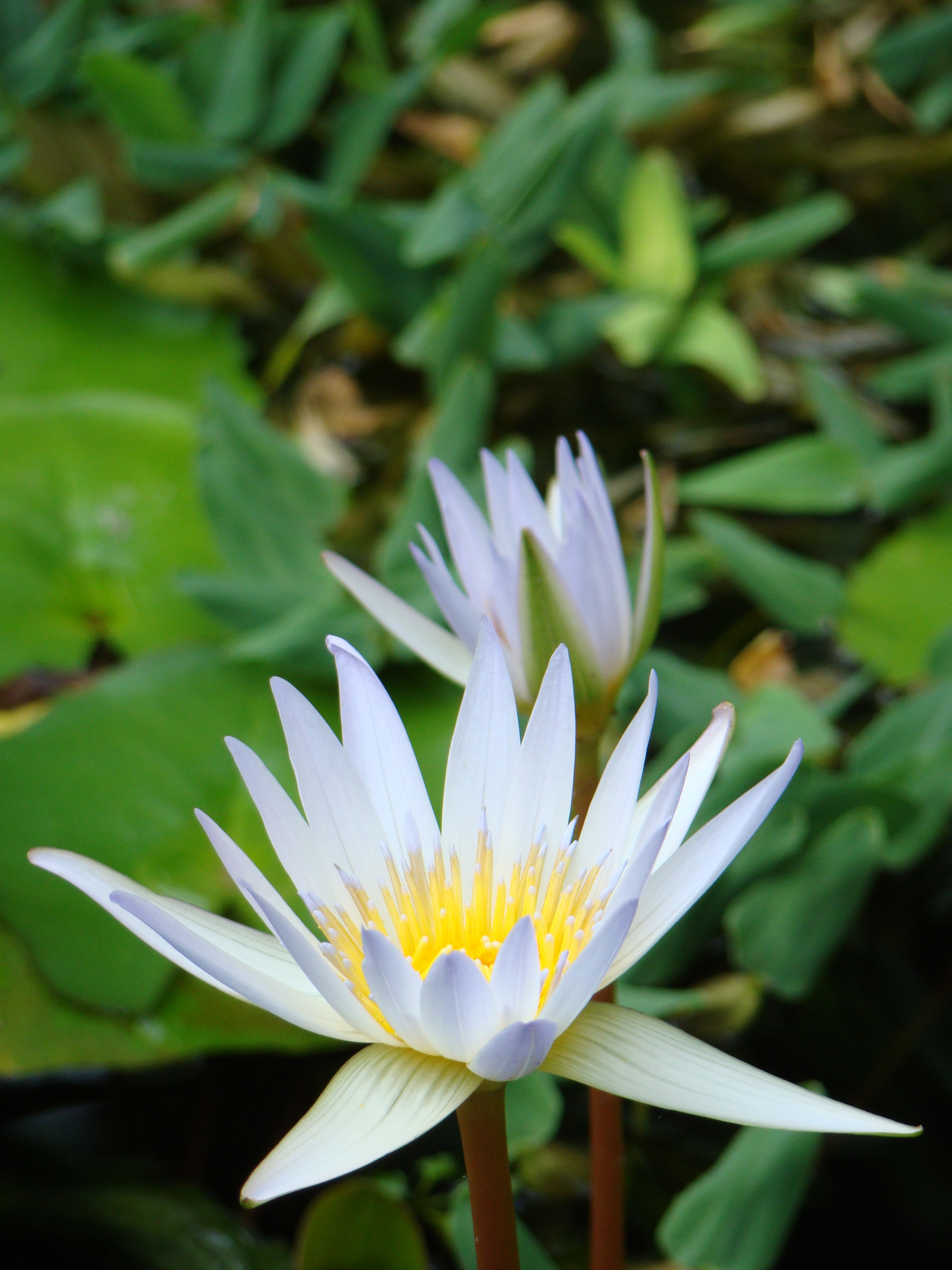 Flower White Plant free image download
