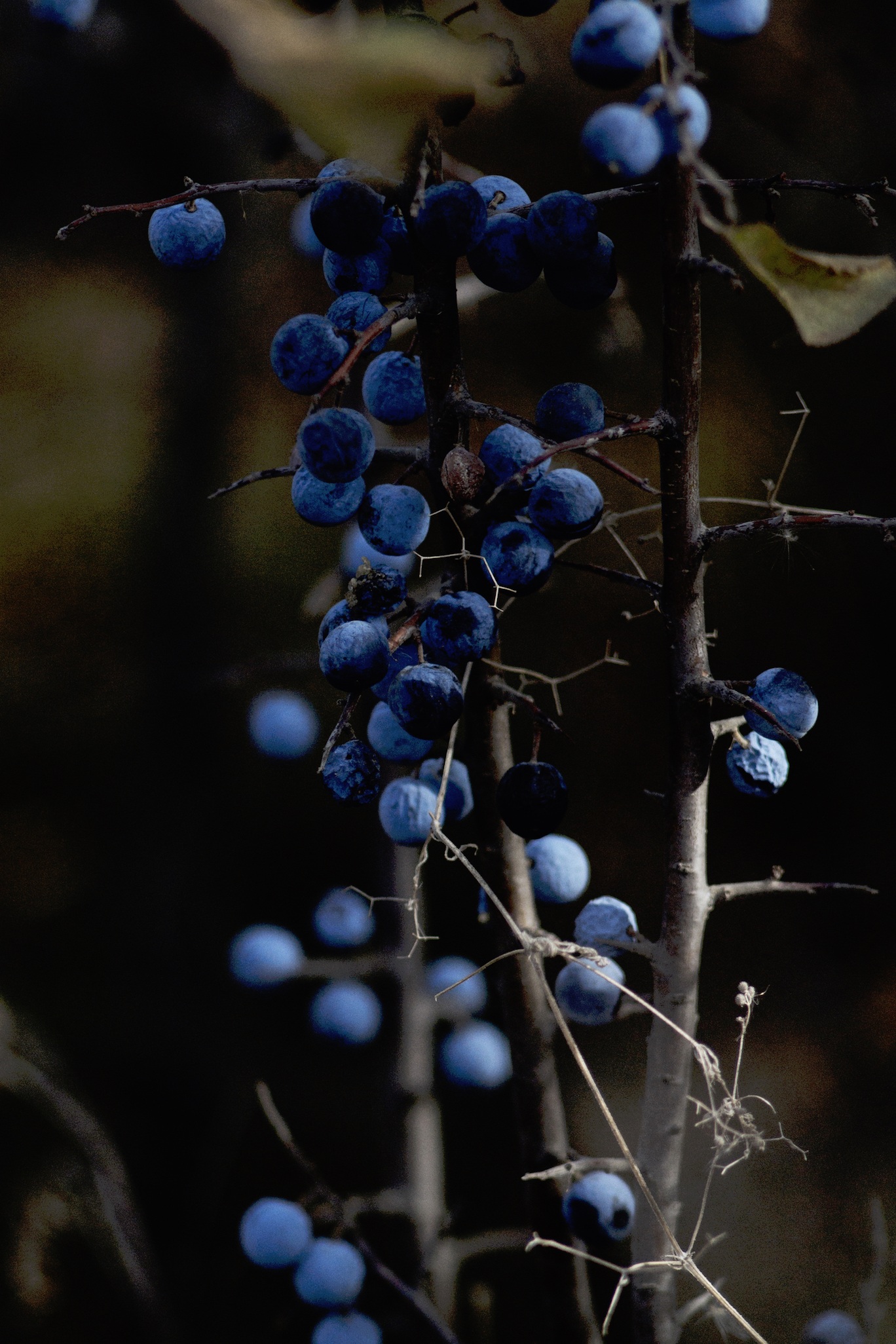 Nature Plants Stem free image download
