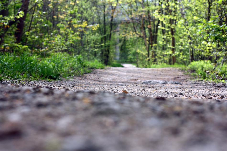 Trail Path Nature free image download