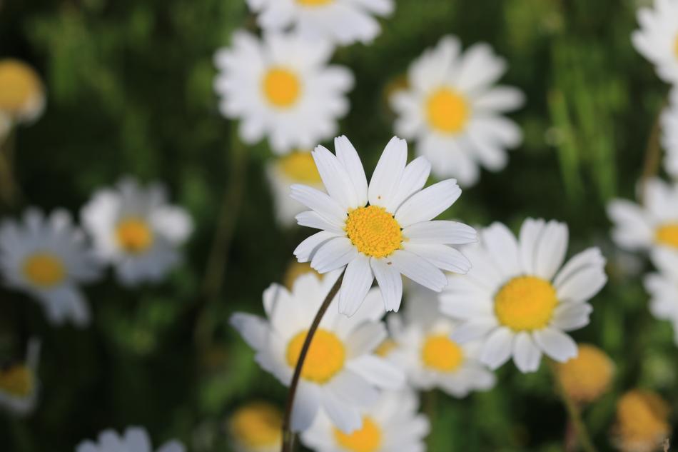 Daisy Green Flower free image download