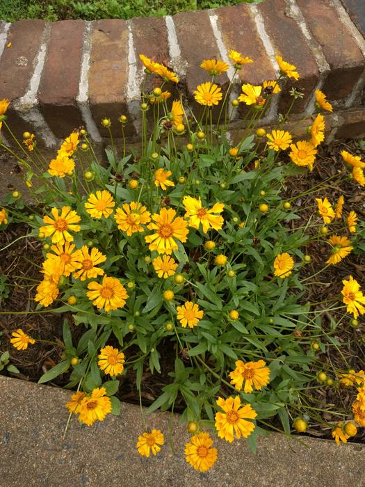 Flower Yellow Summer free image download