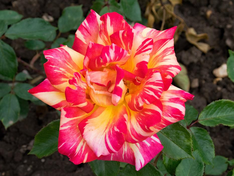 Rose Harry Wheatcroft Caribia free image download