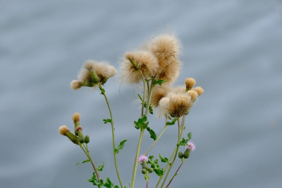Wild flower on a green stem free image download