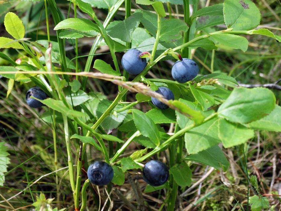 Blueberries Sprigs Nature free image download