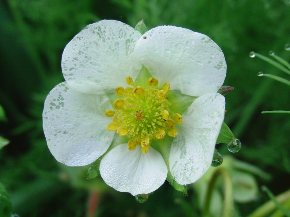 Strawberry Flower Bloom free image download