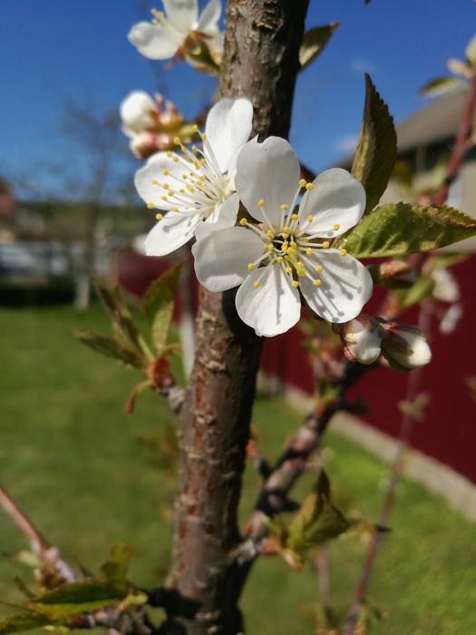 Cherry Blossoms Spring Macro free image download