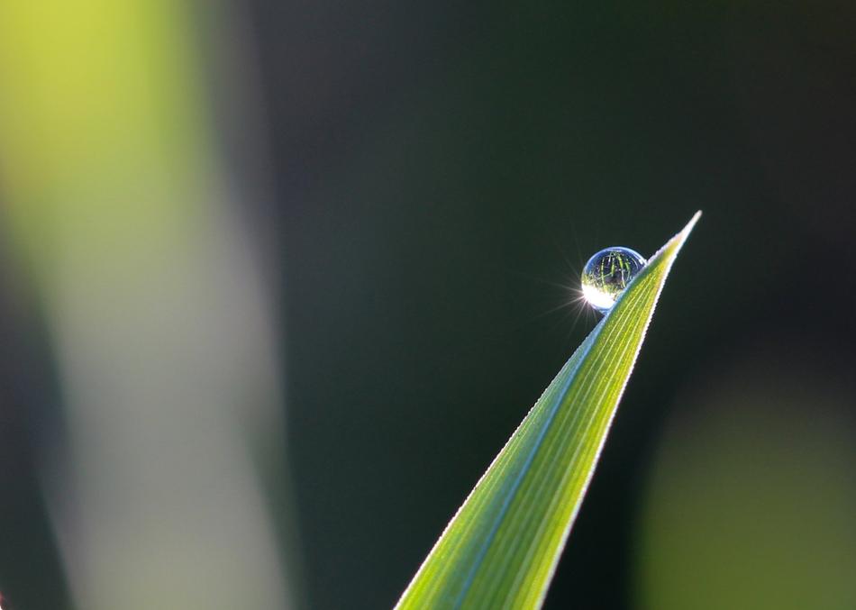 Dew Drop Grass Green free image download
